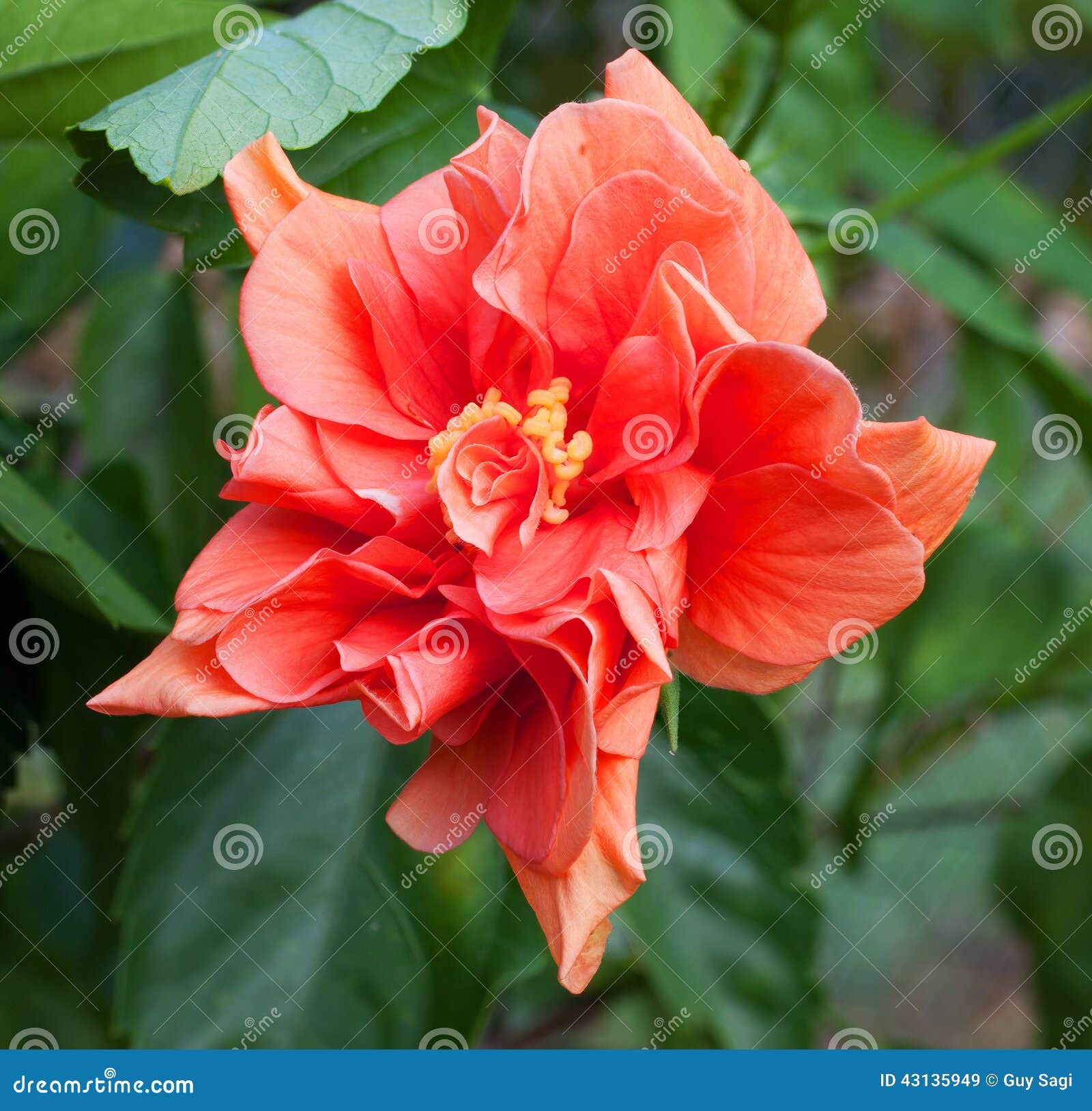 Dawn hibiscus stock image. Image of flora, pink, orange - 43135949