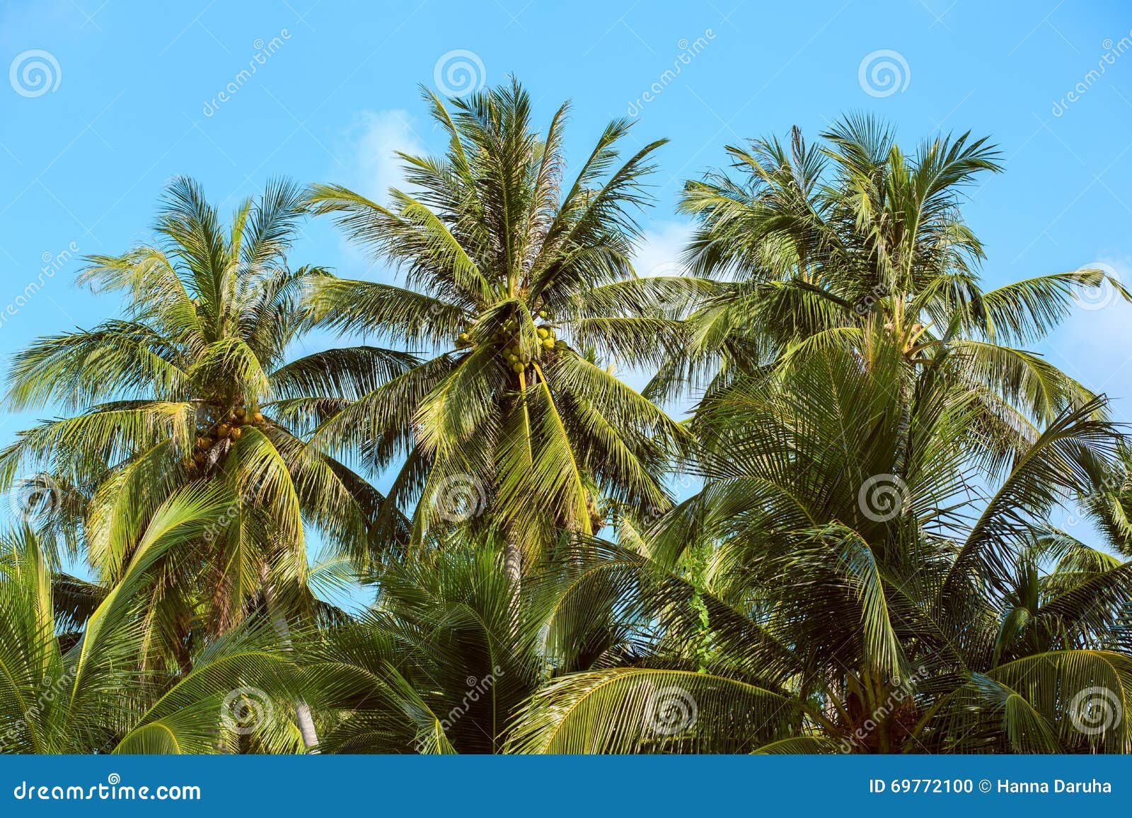Dawn in the Jungle. Palm Trees Koh Samui Stock Photo - Image of palm ...