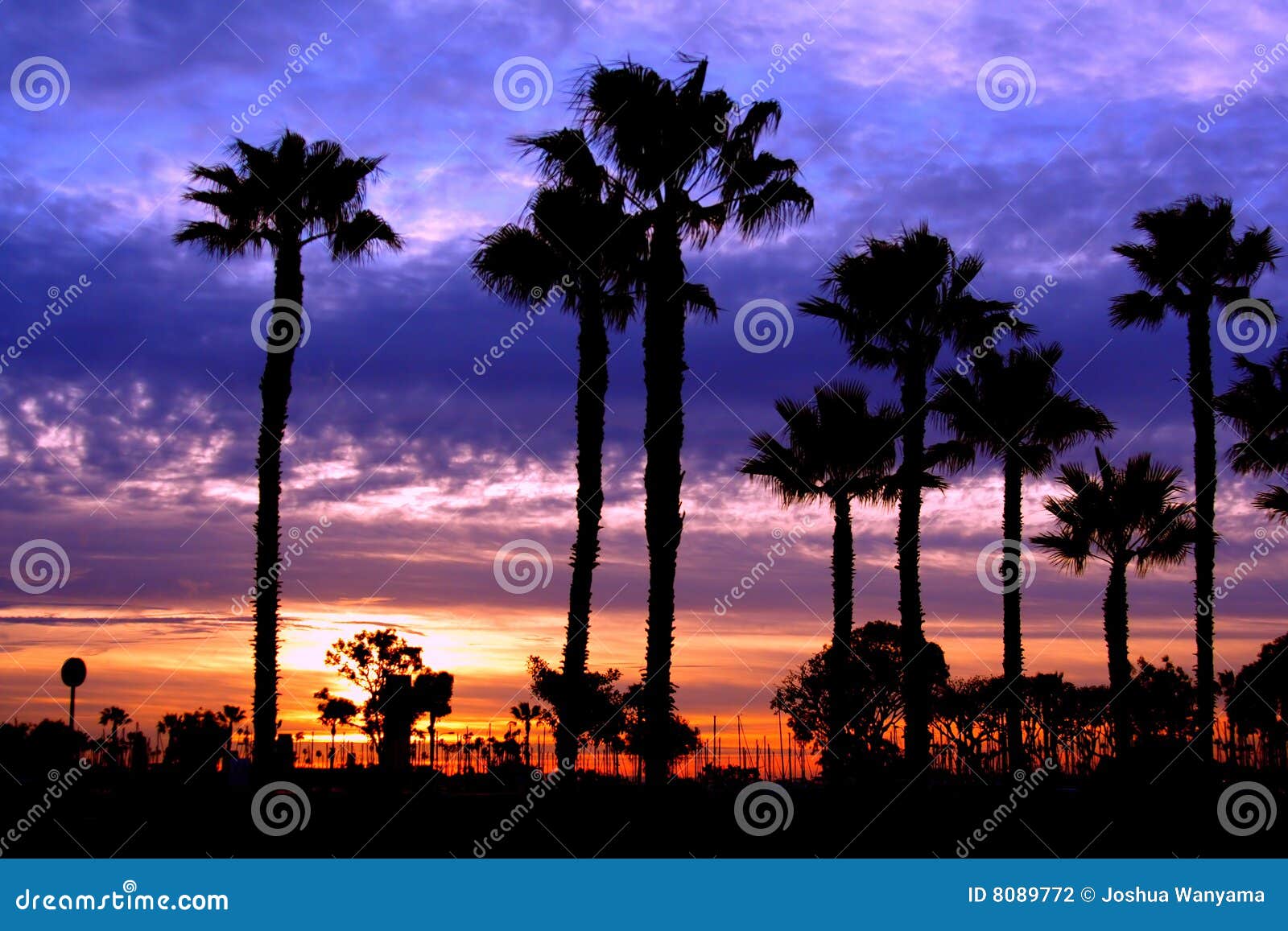 Dawn light stock photo. Image of grass, yellow, palms - 8089772