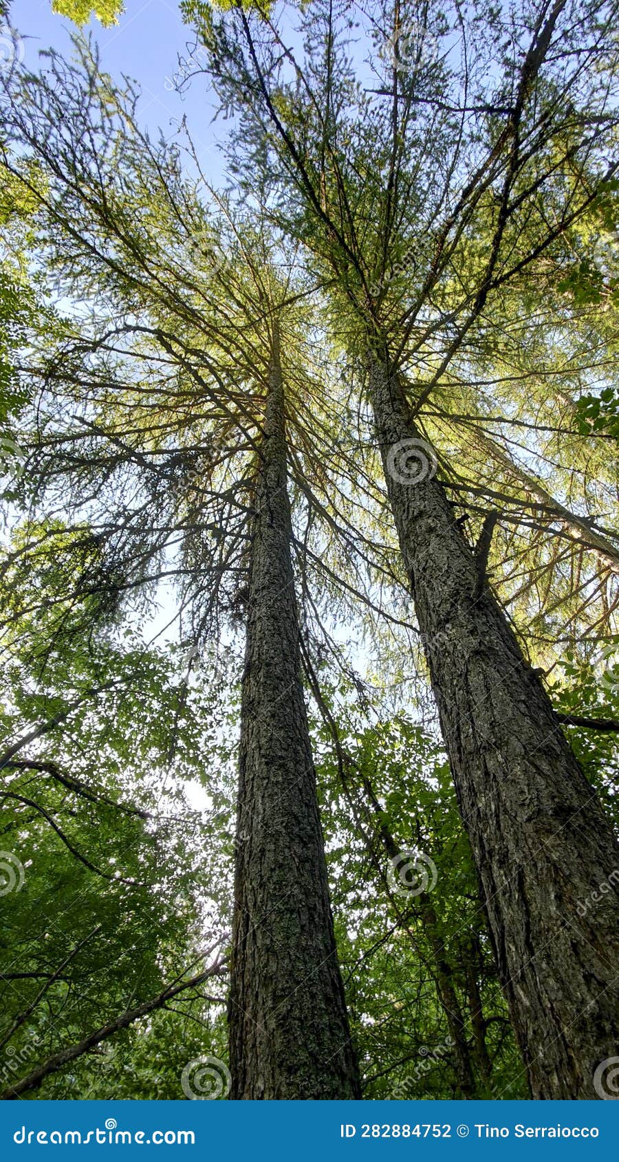 Dawn Light Passing through Trees on Mountain Path in the Alps Stock ...