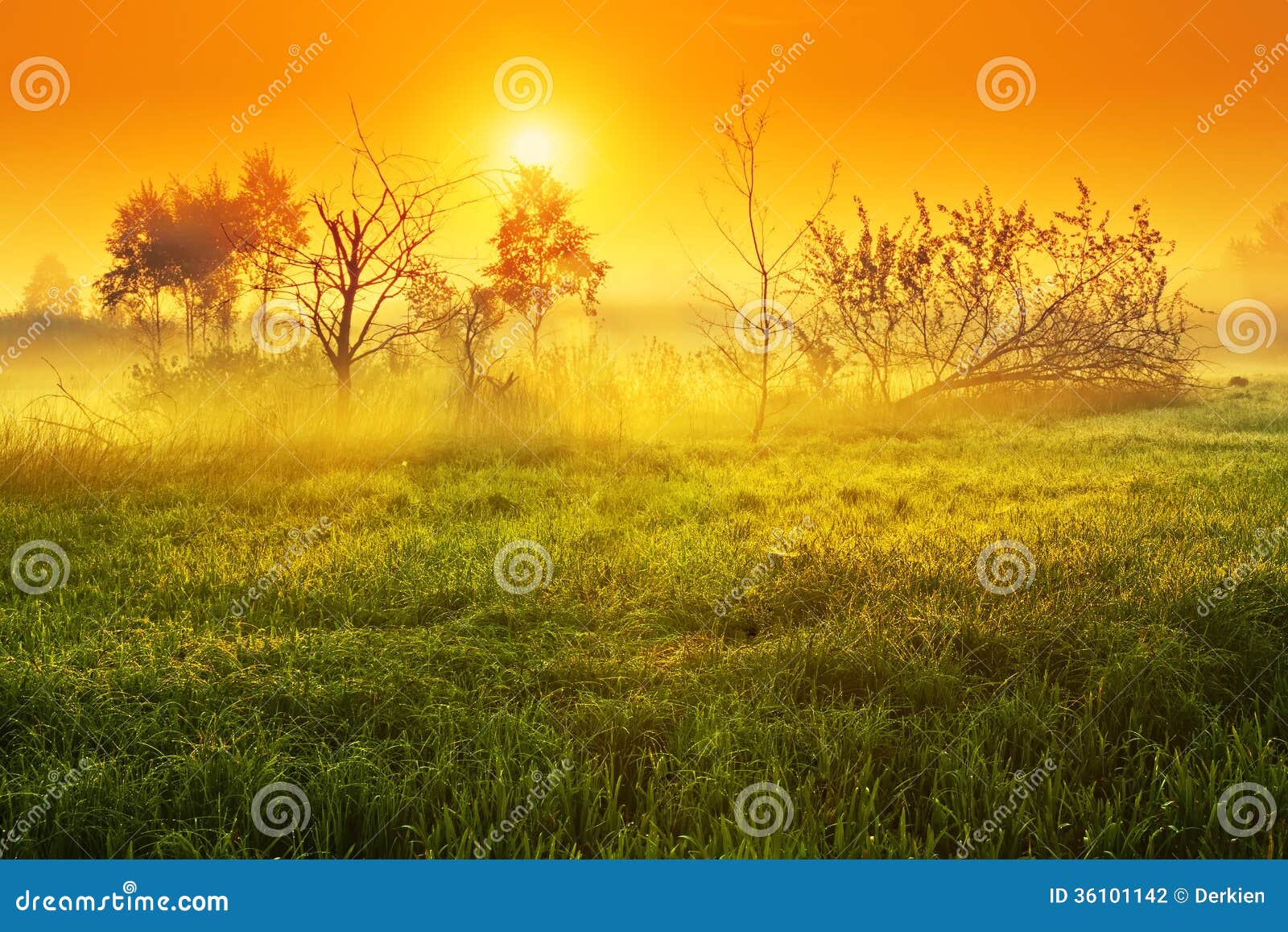 Dawn in a meadow stock photo. Image of halo, green, light - 36101142