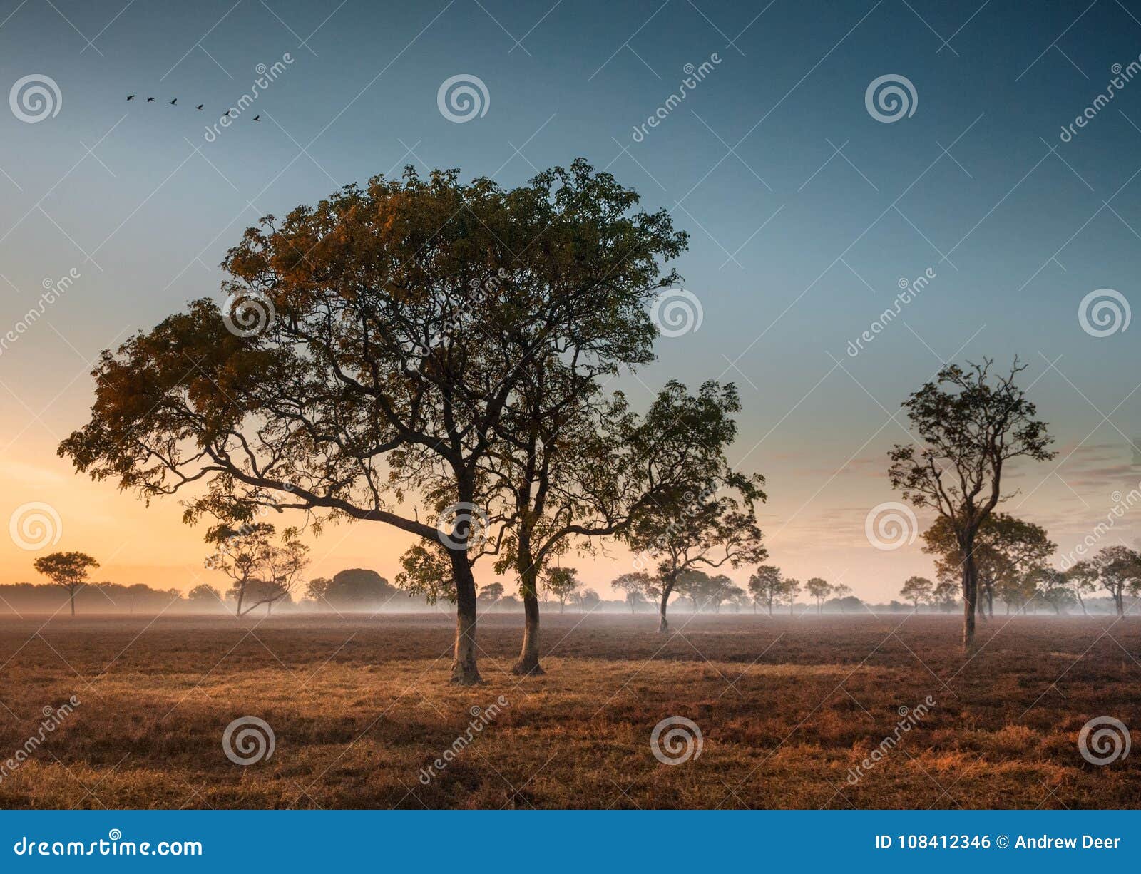 Dawn Mist in the Australian Outback Darwin, Northern Territory Stock ...