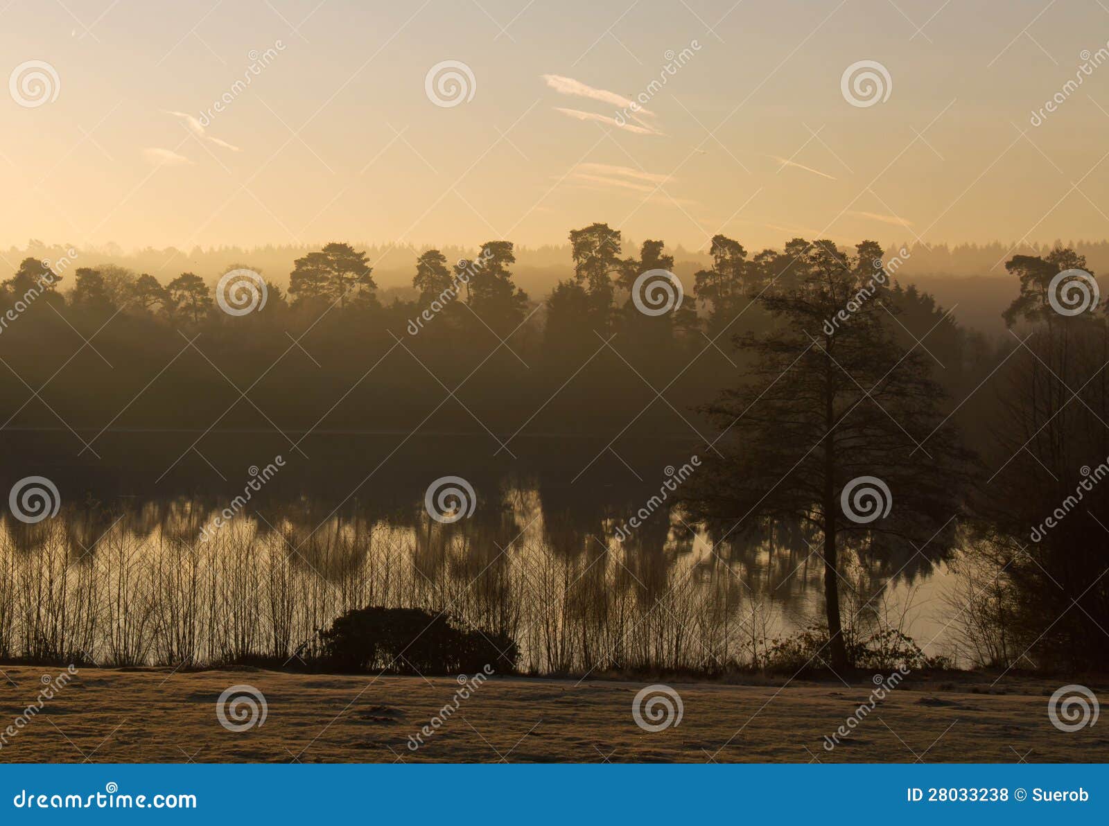 Dawn Mist at Forest Mere stock photo. Image of brown - 28033238
