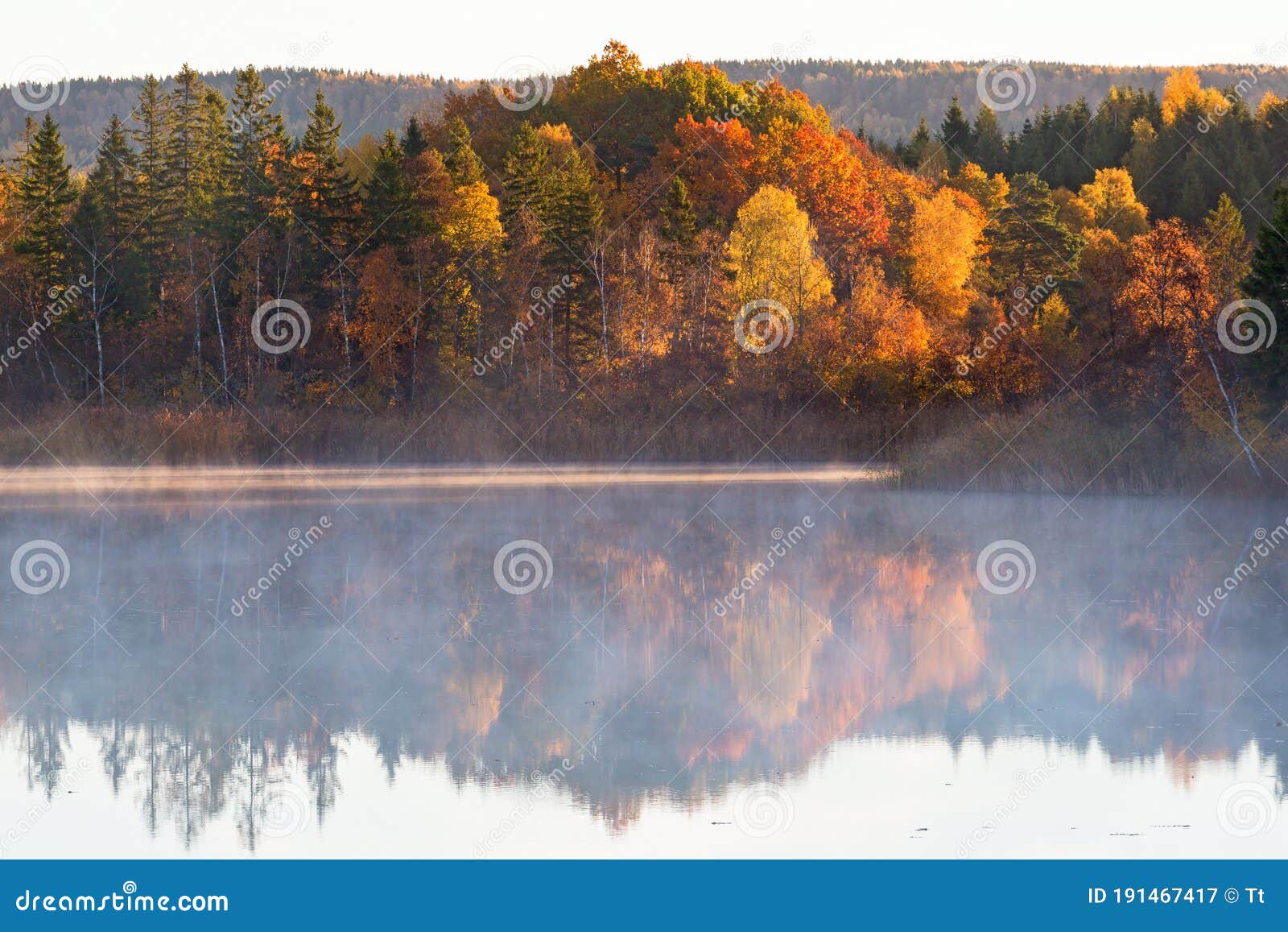 Dawn Mist on the Lake with Forest in Autumn Colors Stock Image - Image ...