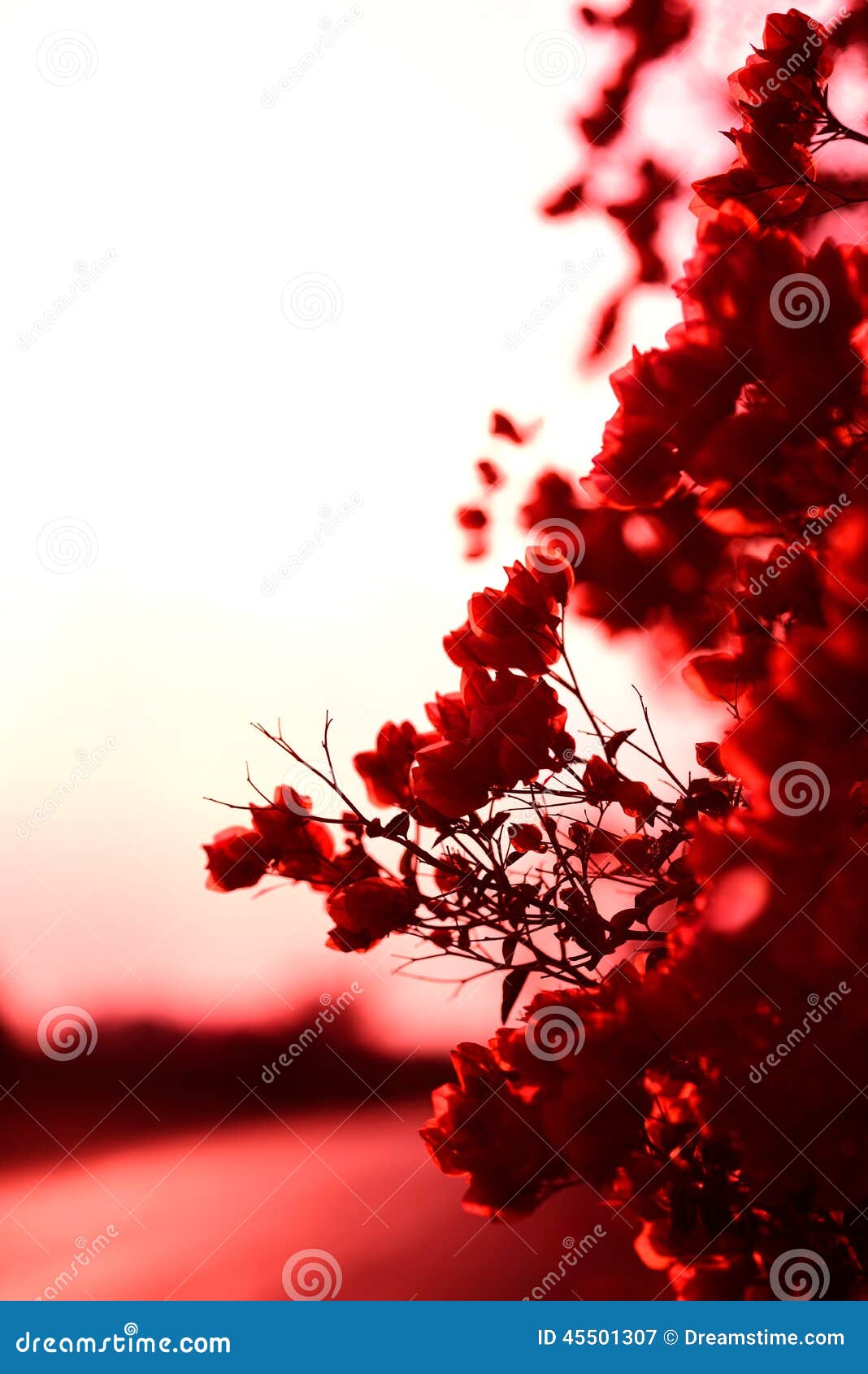 Dawn stock image. Image of garden, colorful, dawn, colors - 45501307