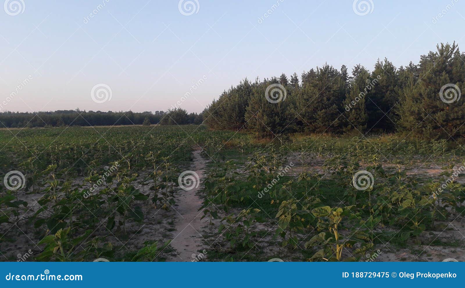 Dawn Over the Field and Forest Landscape Stock Image - Image of nature ...
