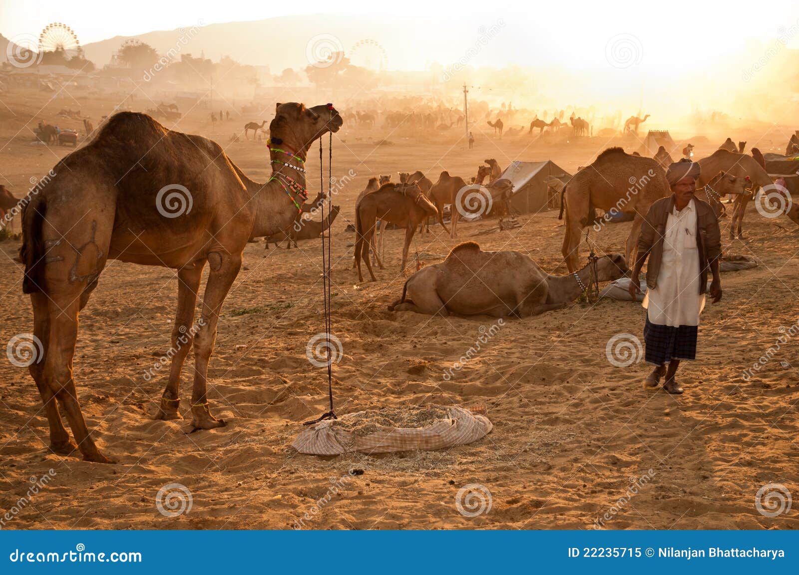 Dawn at Pushkar fair editorial image. Image of commerce - 22235715