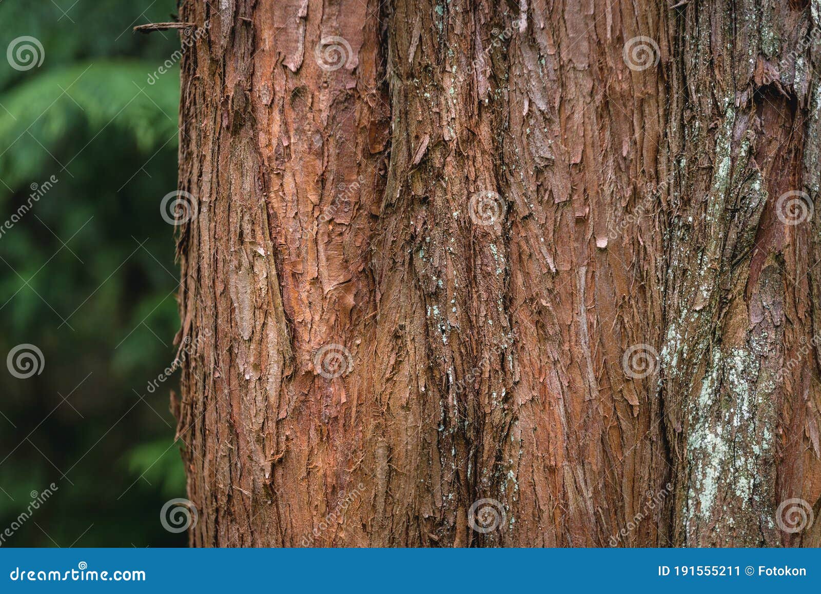 Dawn Redwood Tree Royalty-Free Stock Photo | CartoonDealer.com #191555211