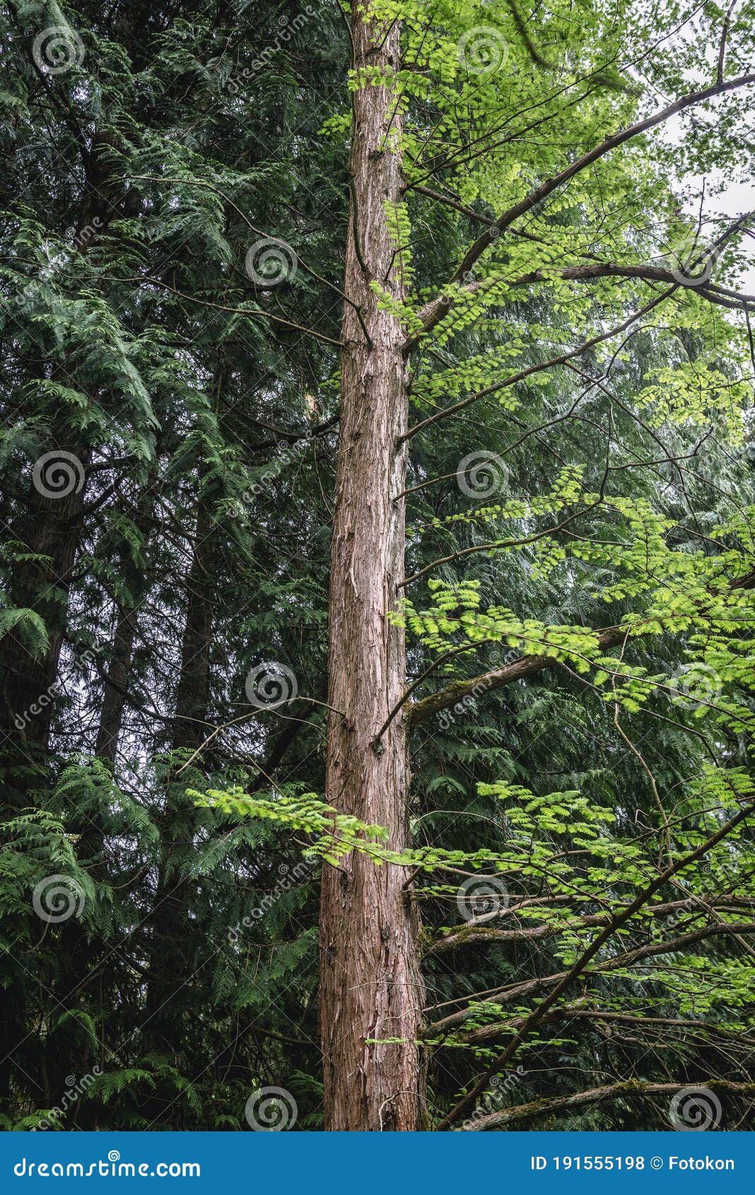 Dawn Redwood tree stock photo. Image of botany, dawn - 191555198