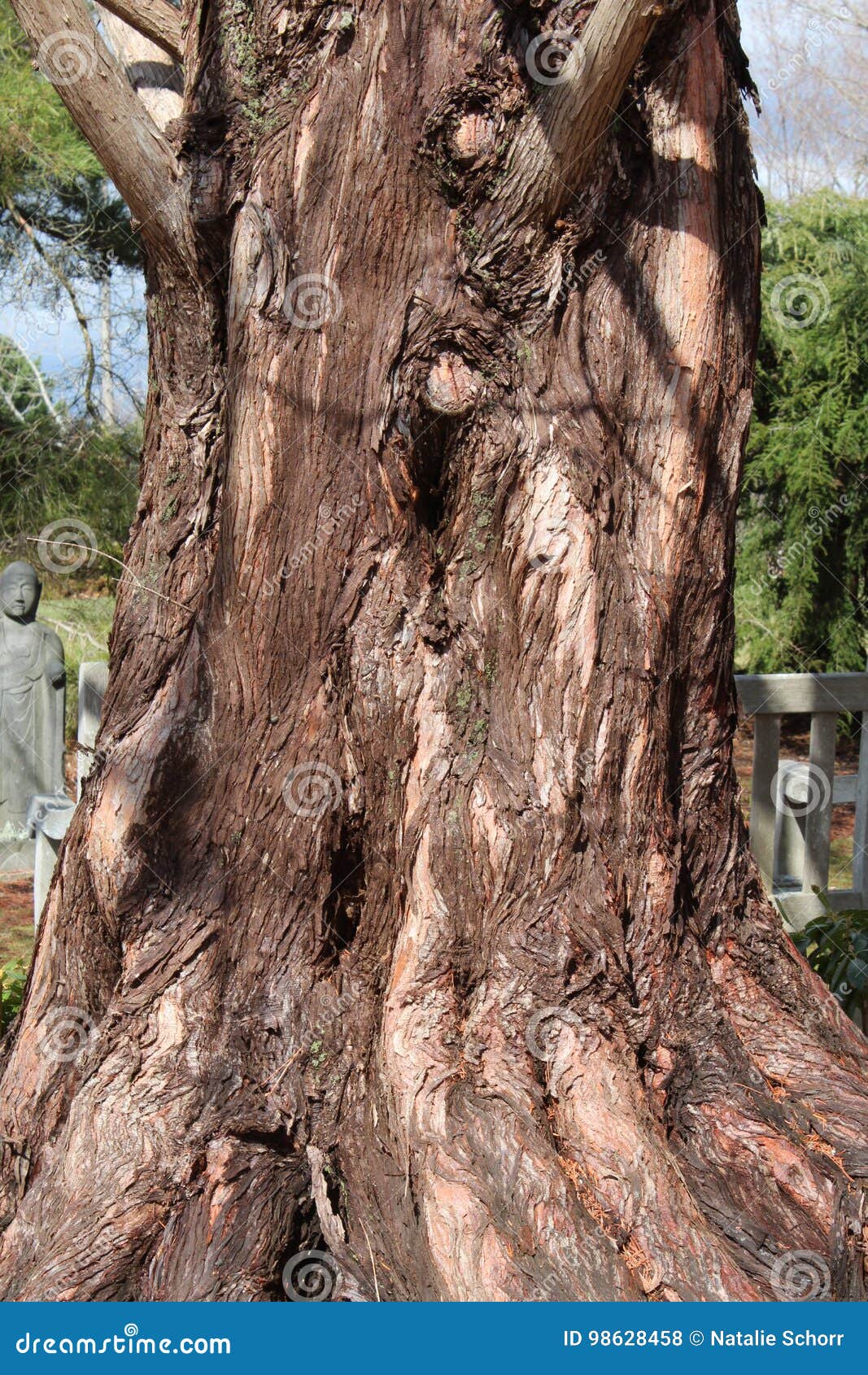 Dawn redwood tree trunk stock photo. Image of abstract - 98628458