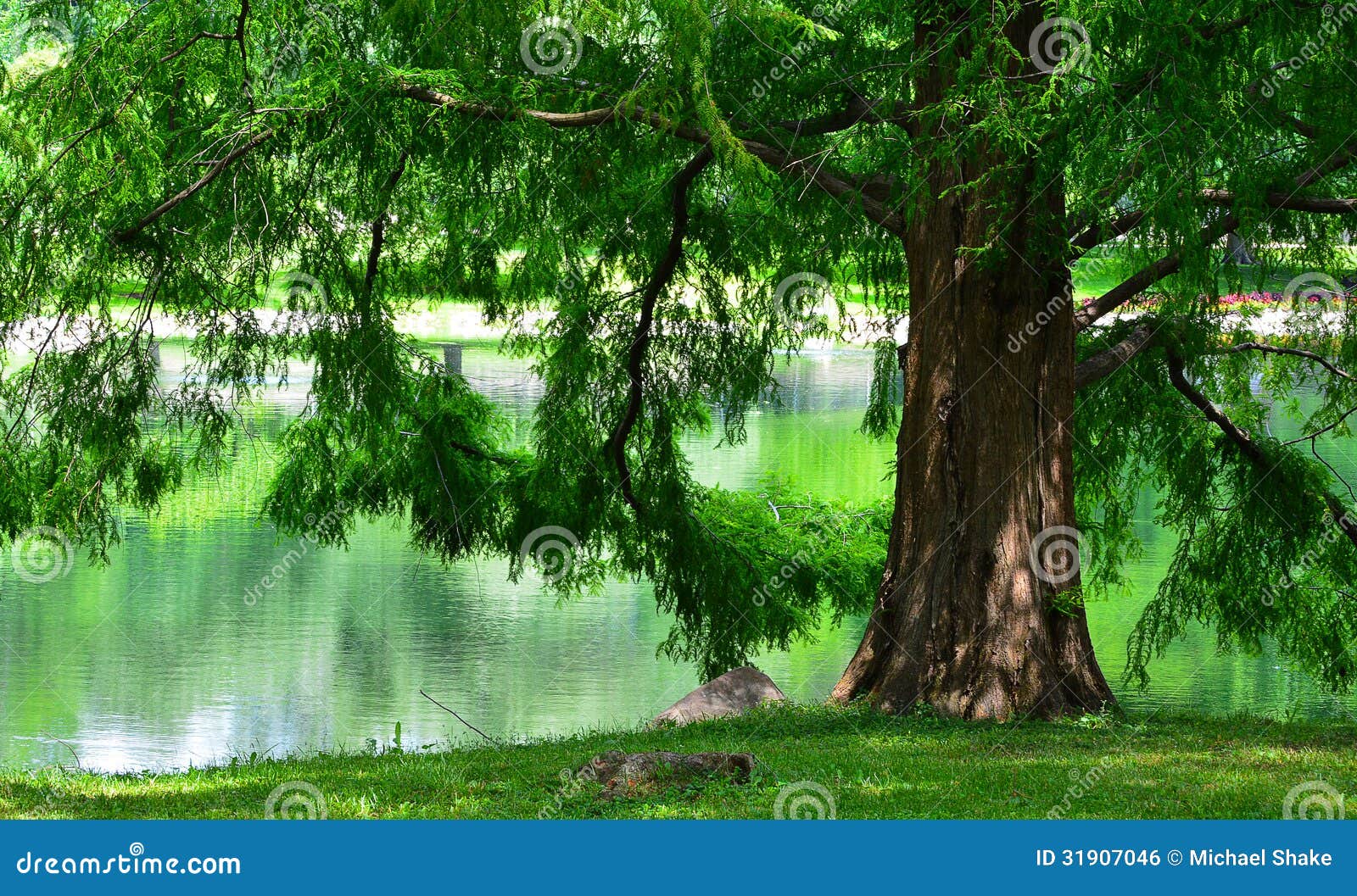 Dawn Redwood Trees stock photo. Image of ornamental, pond - 31907046