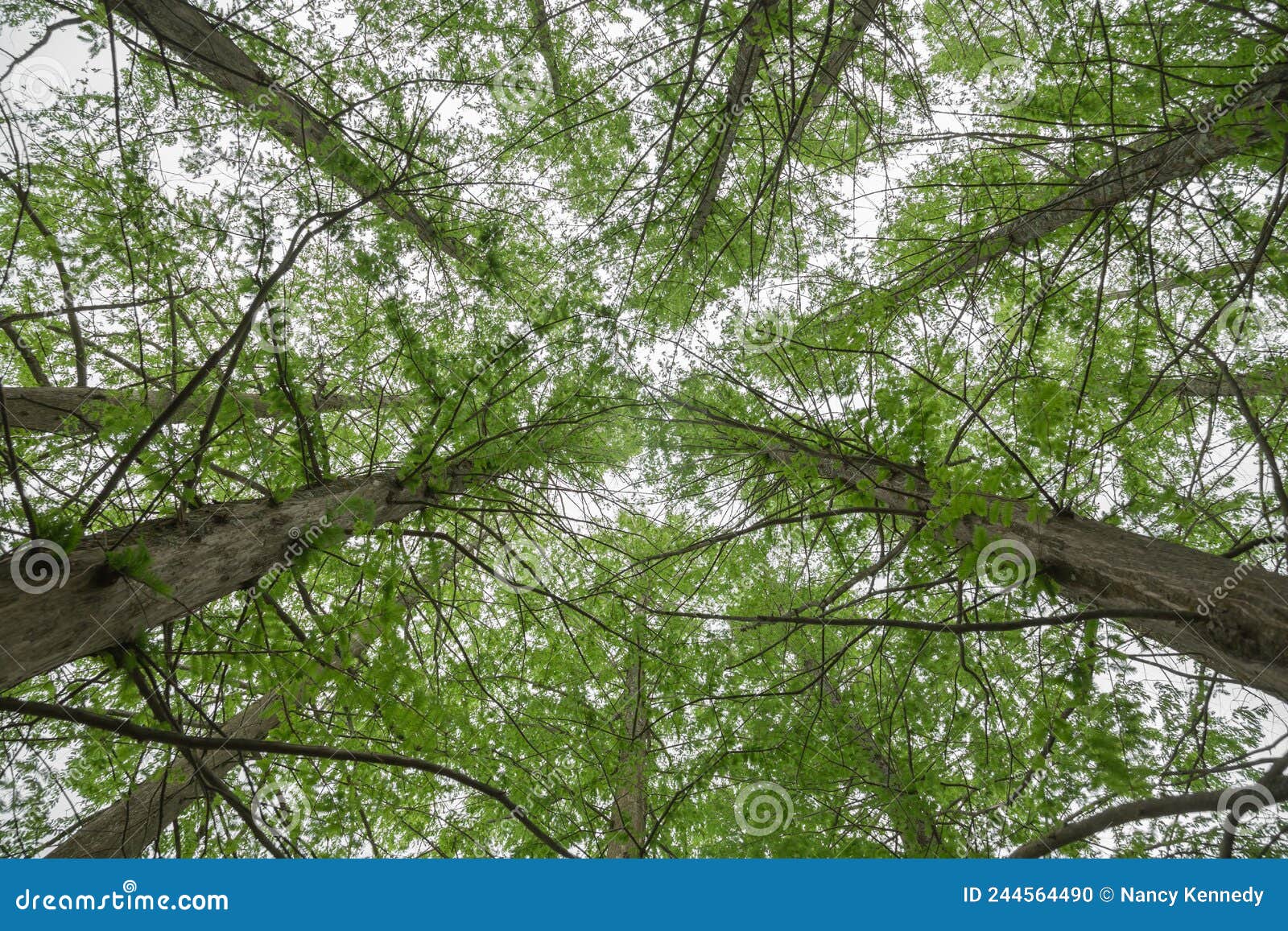 Dawn Redwoods Creating an Interesting Pattern Stock Photo - Image of ...