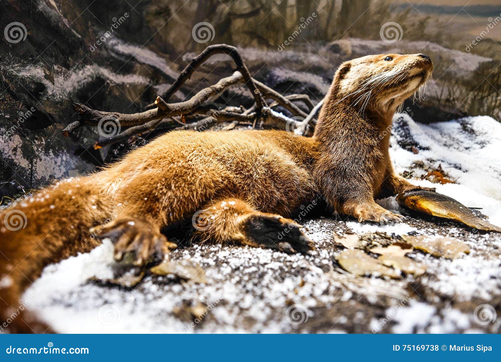 Dawn the Resting Weasel stock photo. Image of wild, weasel - 75169738