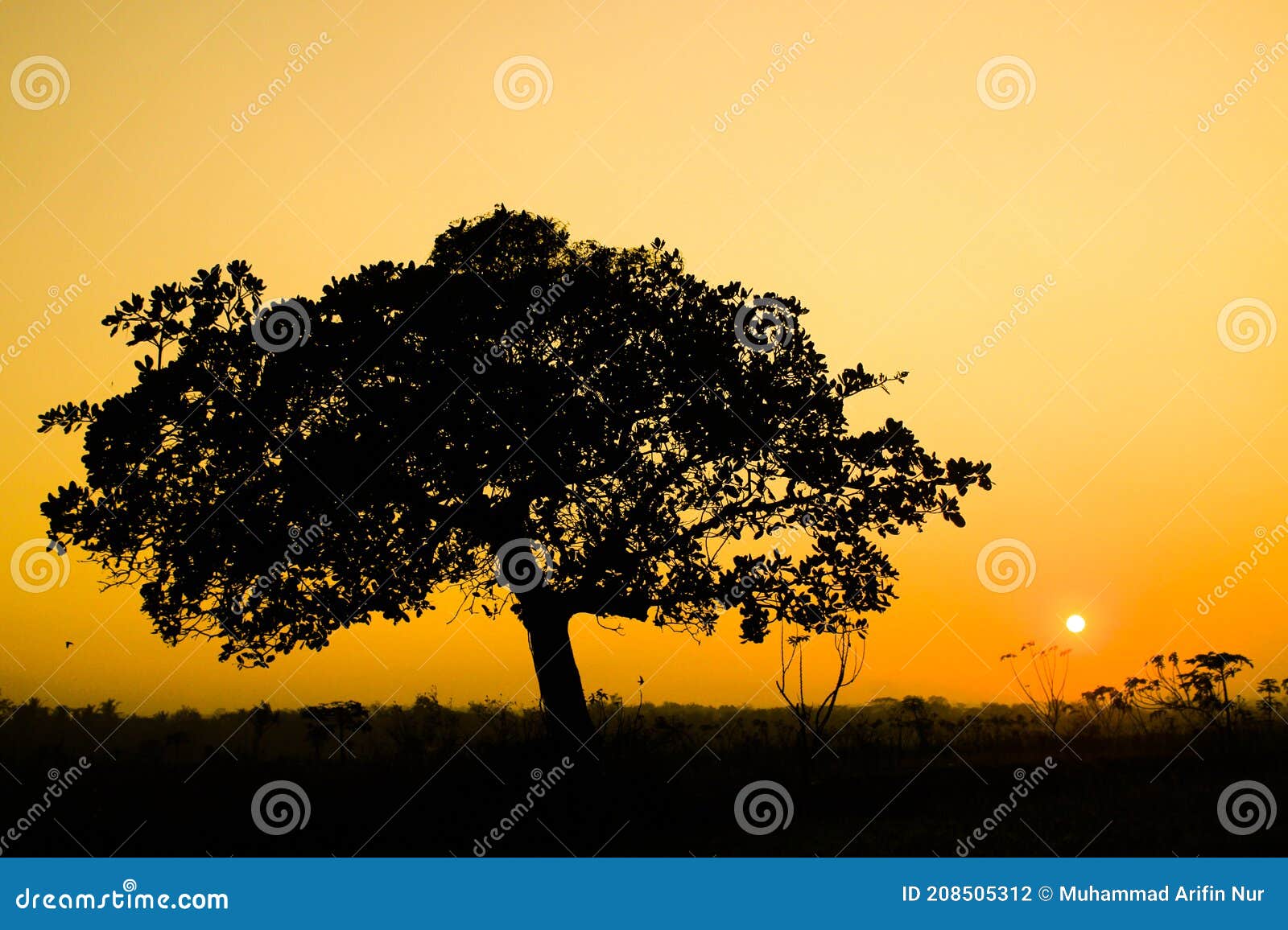 Dawn in a Rice Field stock photo. Image of showing, nature - 208505312
