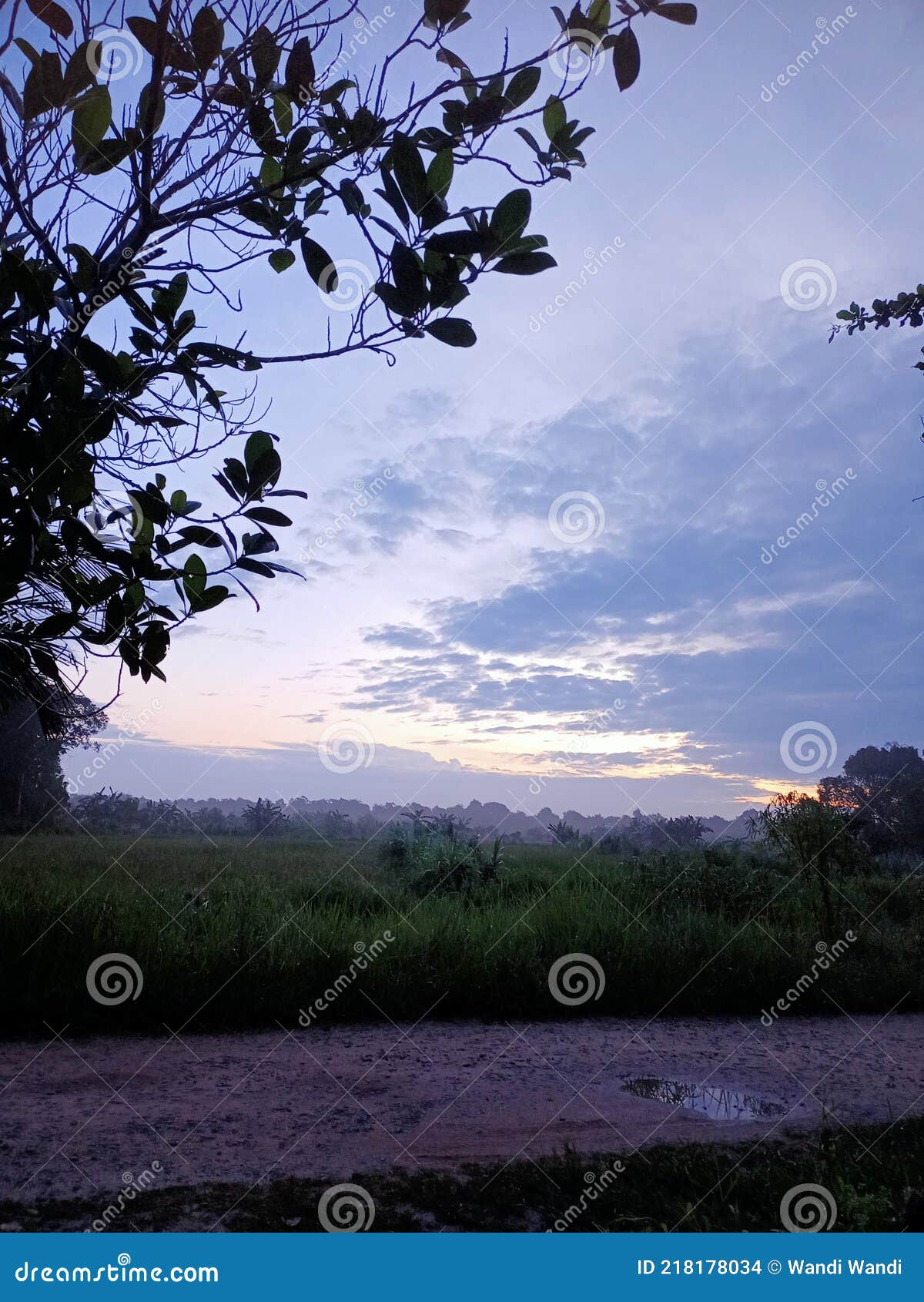 Dawn On Rice Fields Prepares The Harvest At Northwest Vietnam. Rice ...
