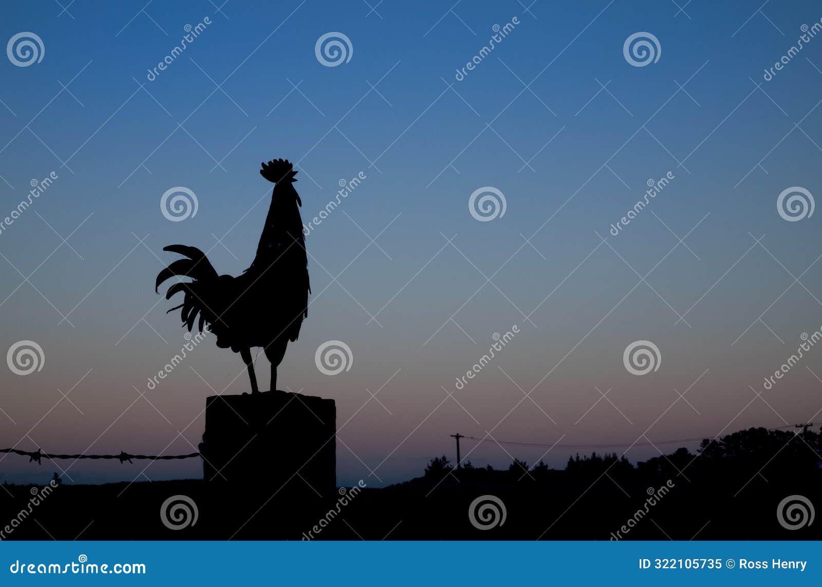 Dawn Rooster stock image. Image of male, sunlight, rooster - 322105735