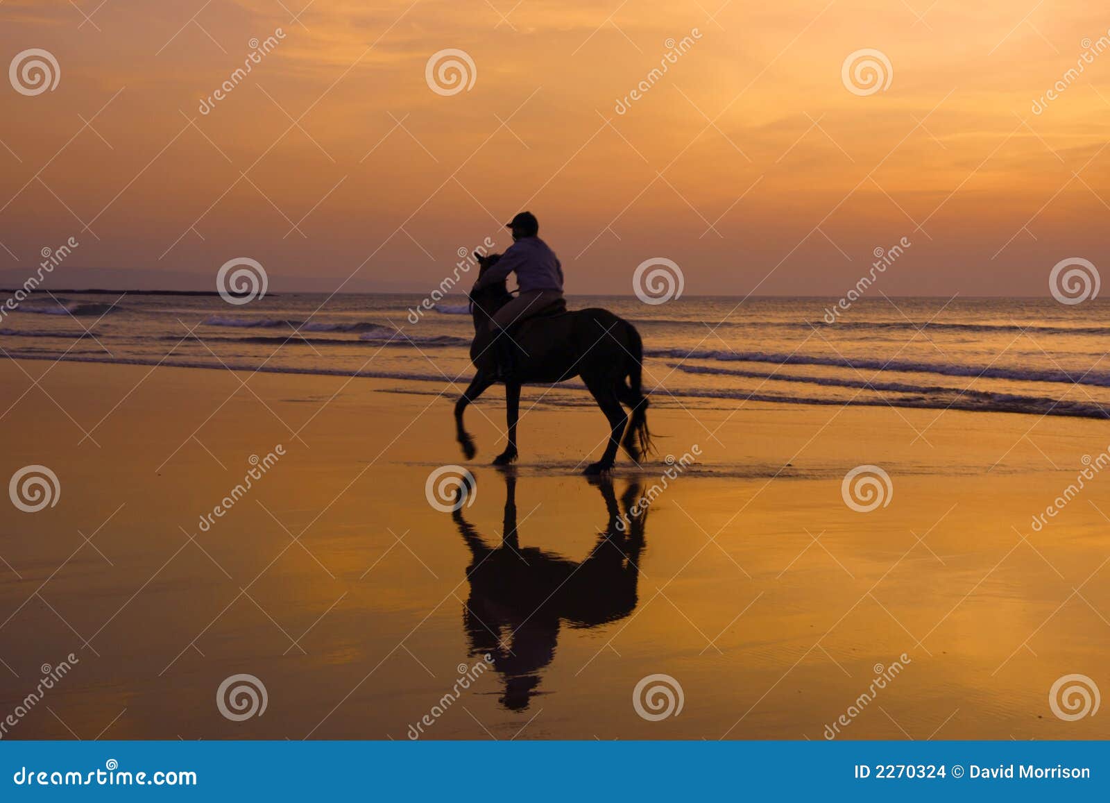 A dawn run stock photo. Image of equestrian, kerry, seaside - 2270324