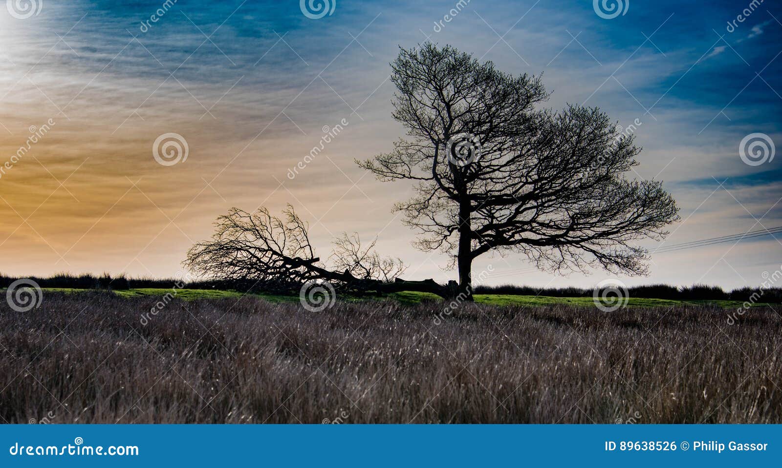 Dawn on Single Oak Mourning Stock Photo - Image of tree, lonliness ...