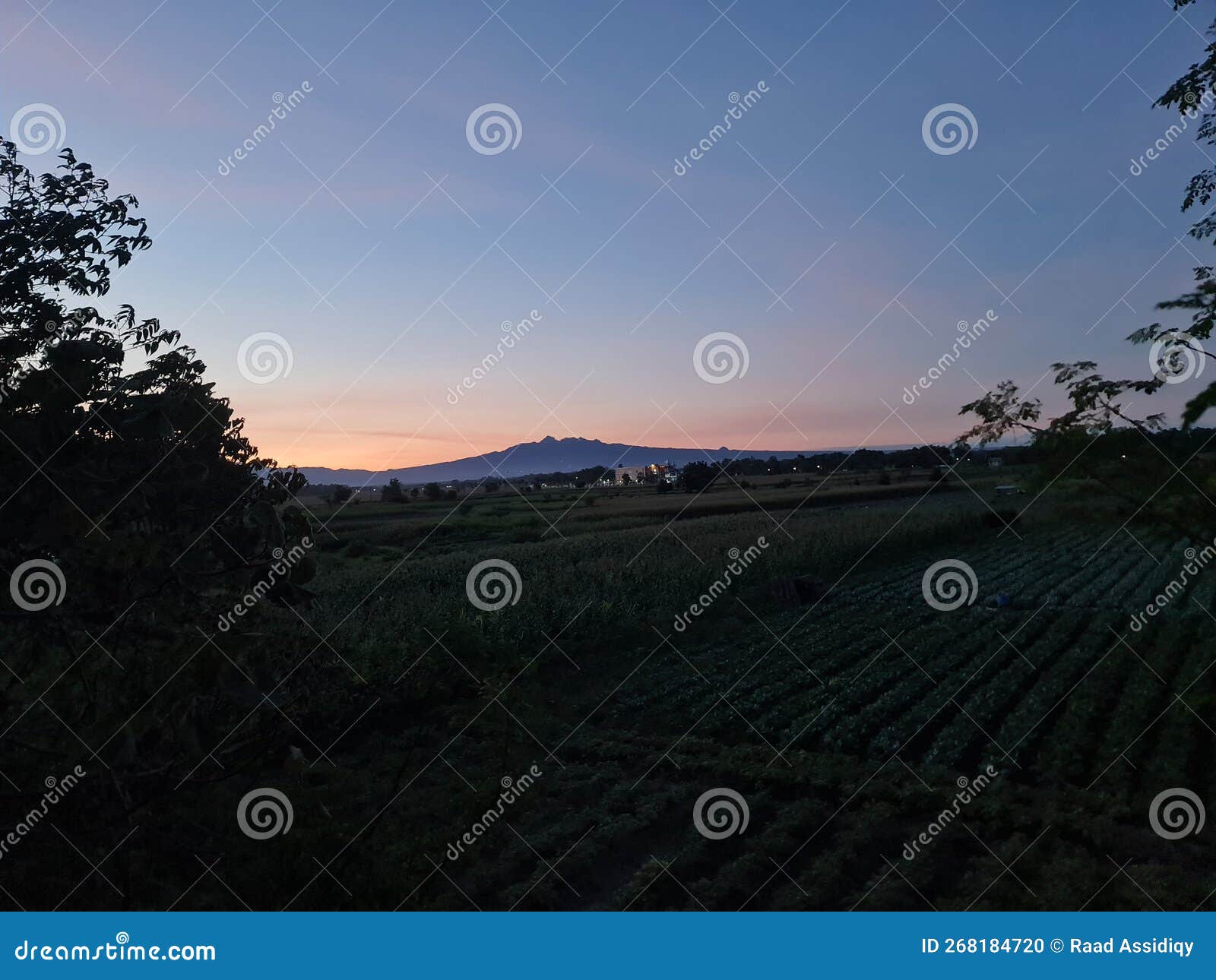 Dawn On Rice Fields Prepares The Harvest At Northwest Vietnam. Rice ...