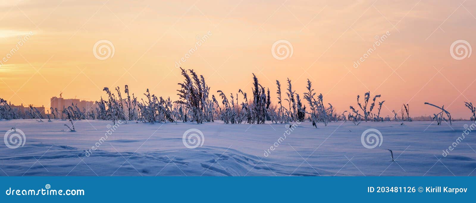 Dawn on a Snow-covered Field Amid Grass Stock Photo - Image of trees ...