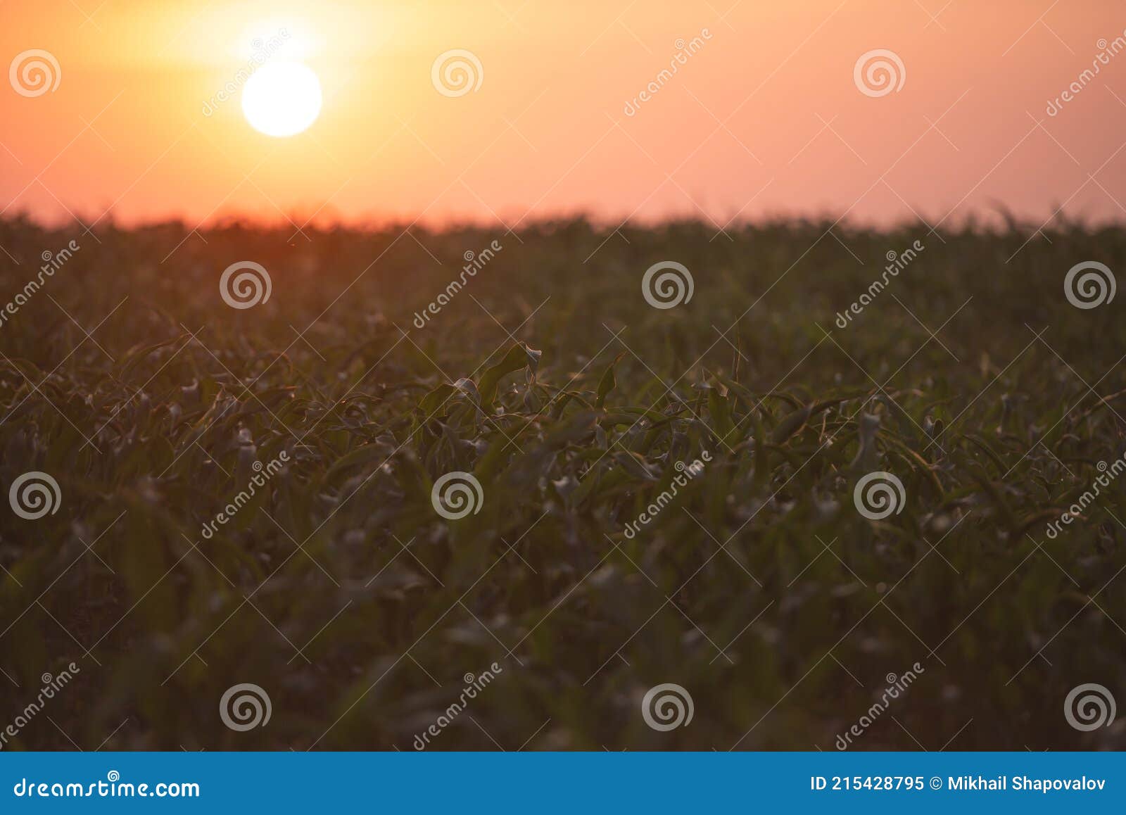 Dawn in the Spring Cornfield Stock Image - Image of rural, environment ...