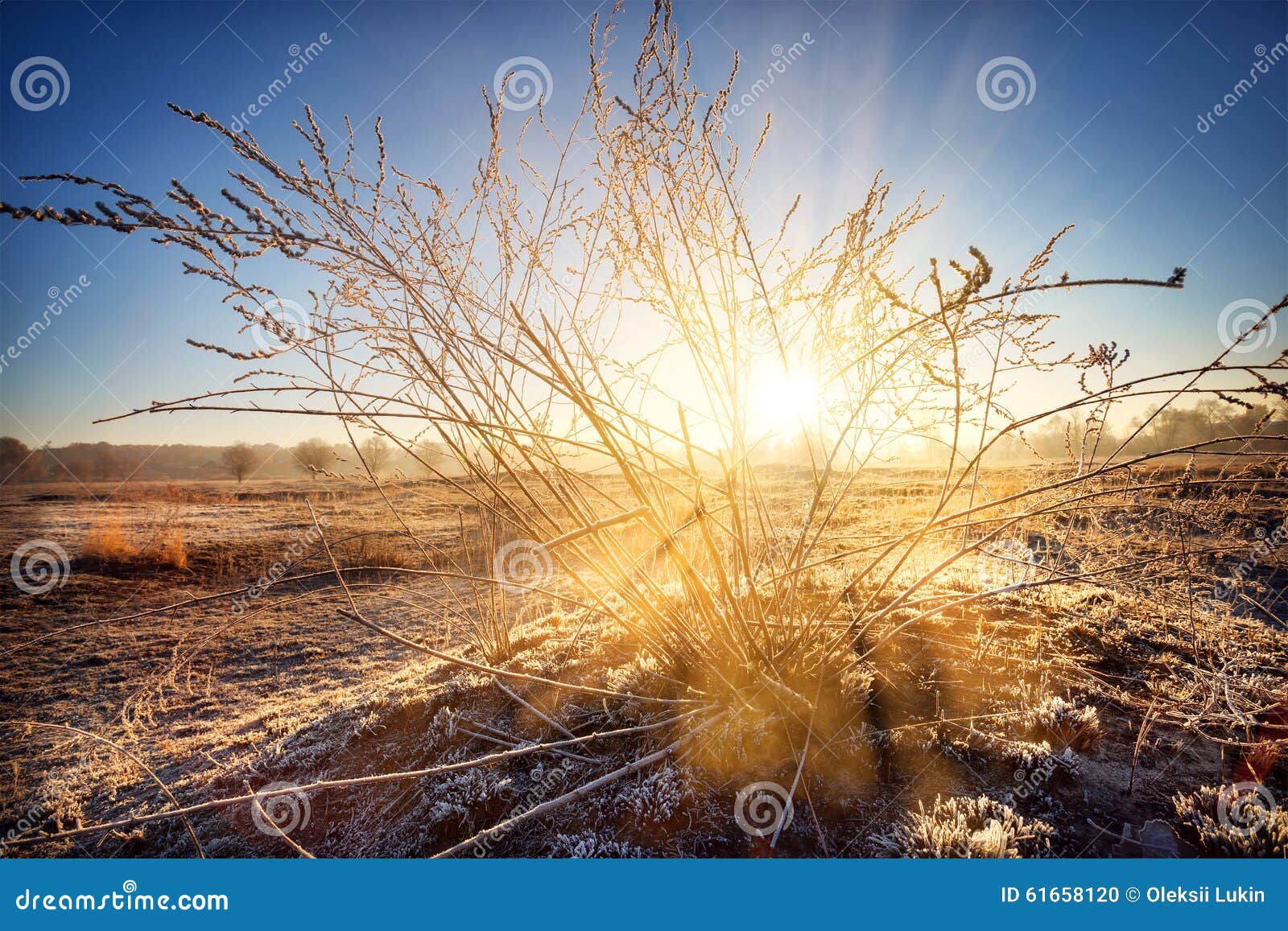 Dawn Sun Breaks through the Bush Stock Photo - Image of field, blue ...