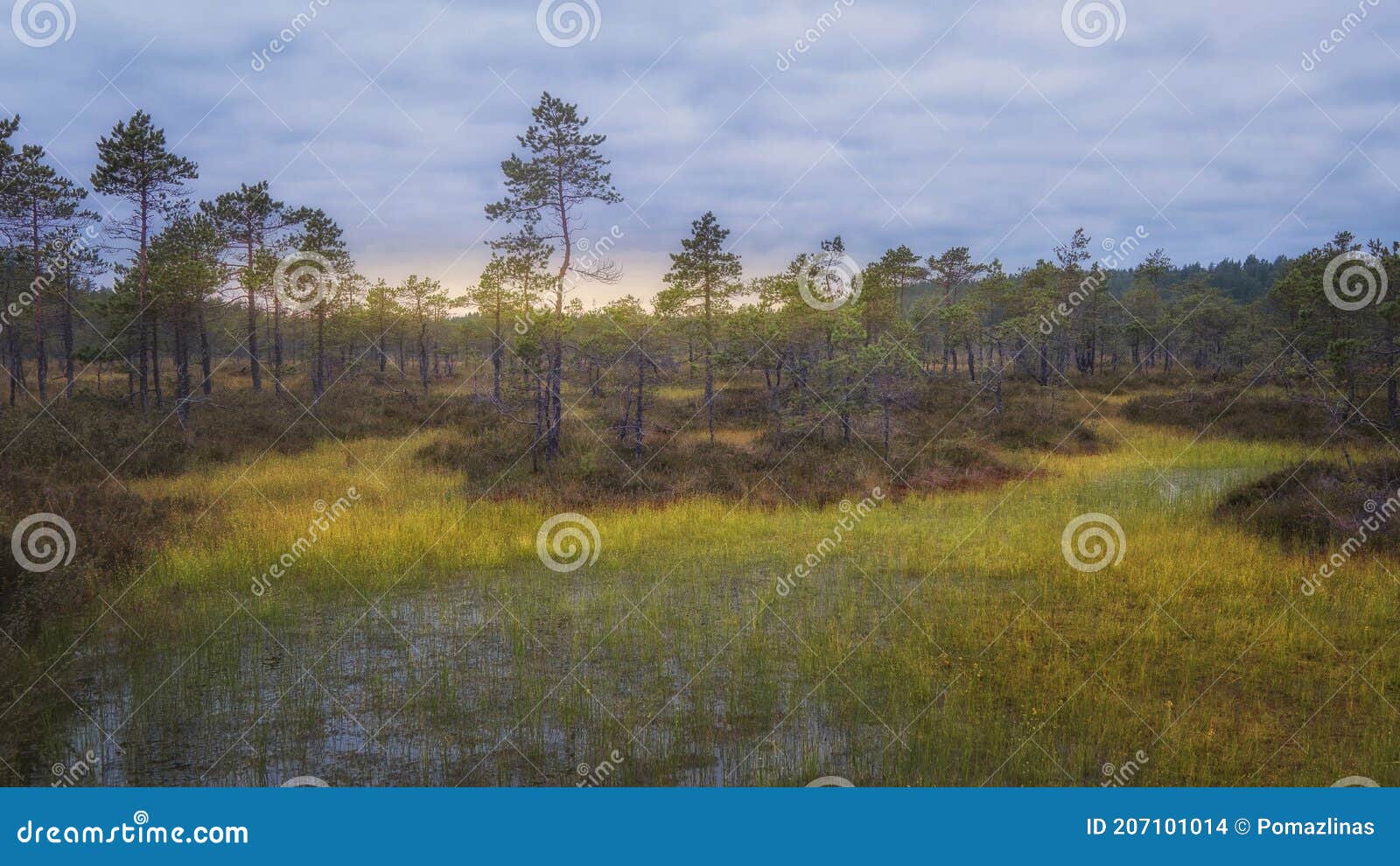 Swamp, autumn morning stock photo. Image of scenic, landscape - 207101014