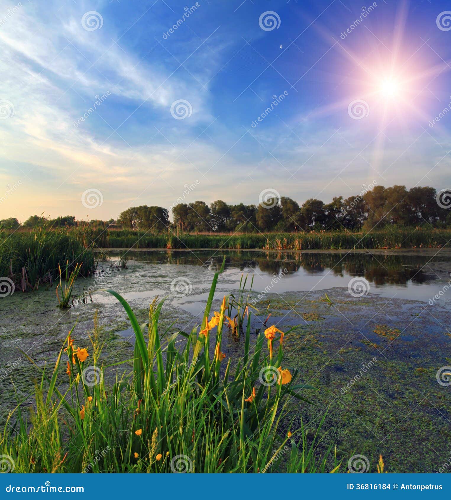 Dawn on the swamp stock photo. Image of countryside, spring - 36816184