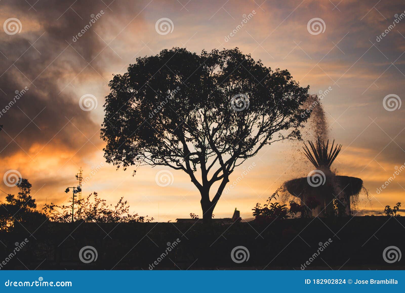 Dawn and tree stock photo. Image of sunset, dusk, flower - 182902824