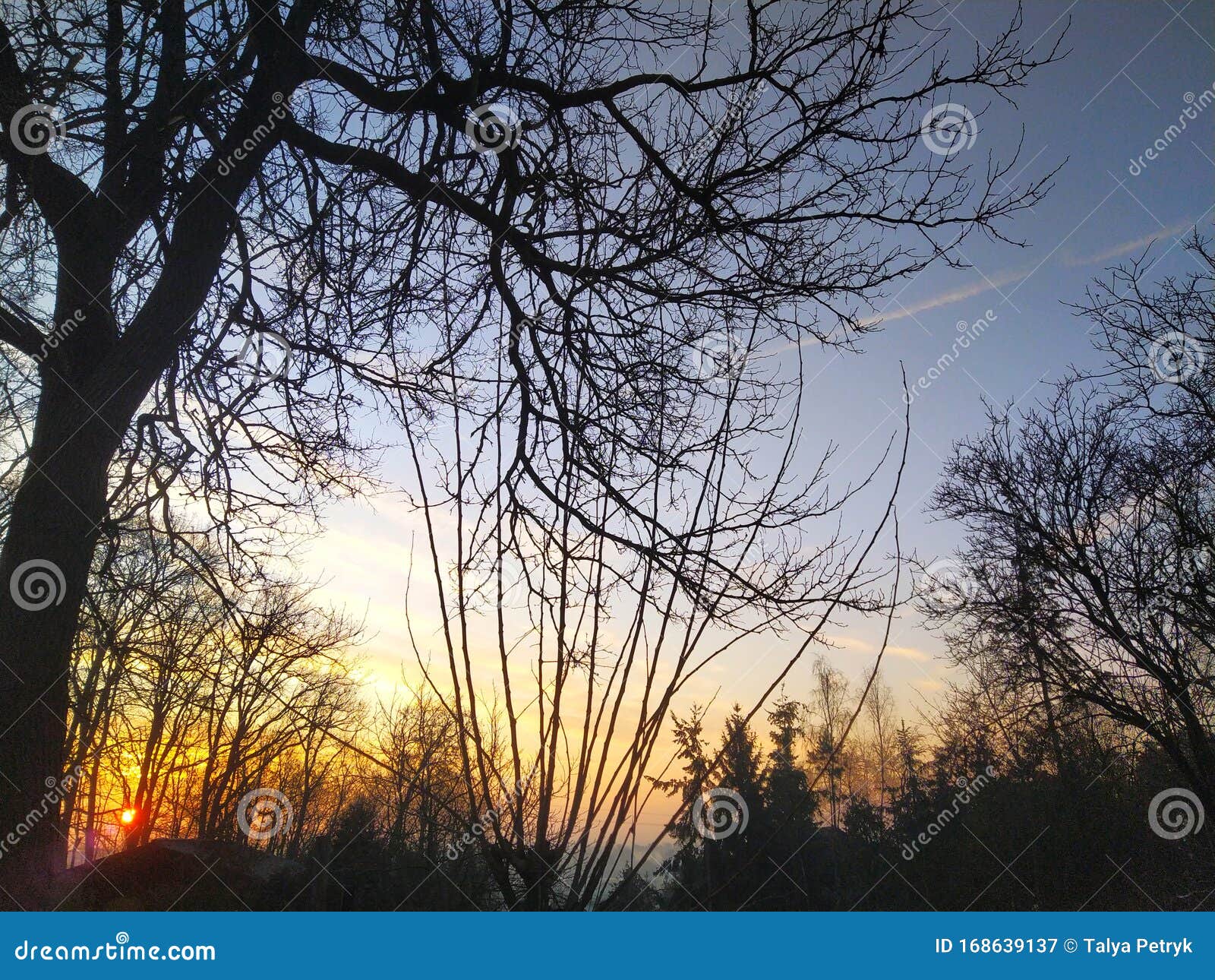 Dawn stock image. Image of tree, dawn, nature - 168639137