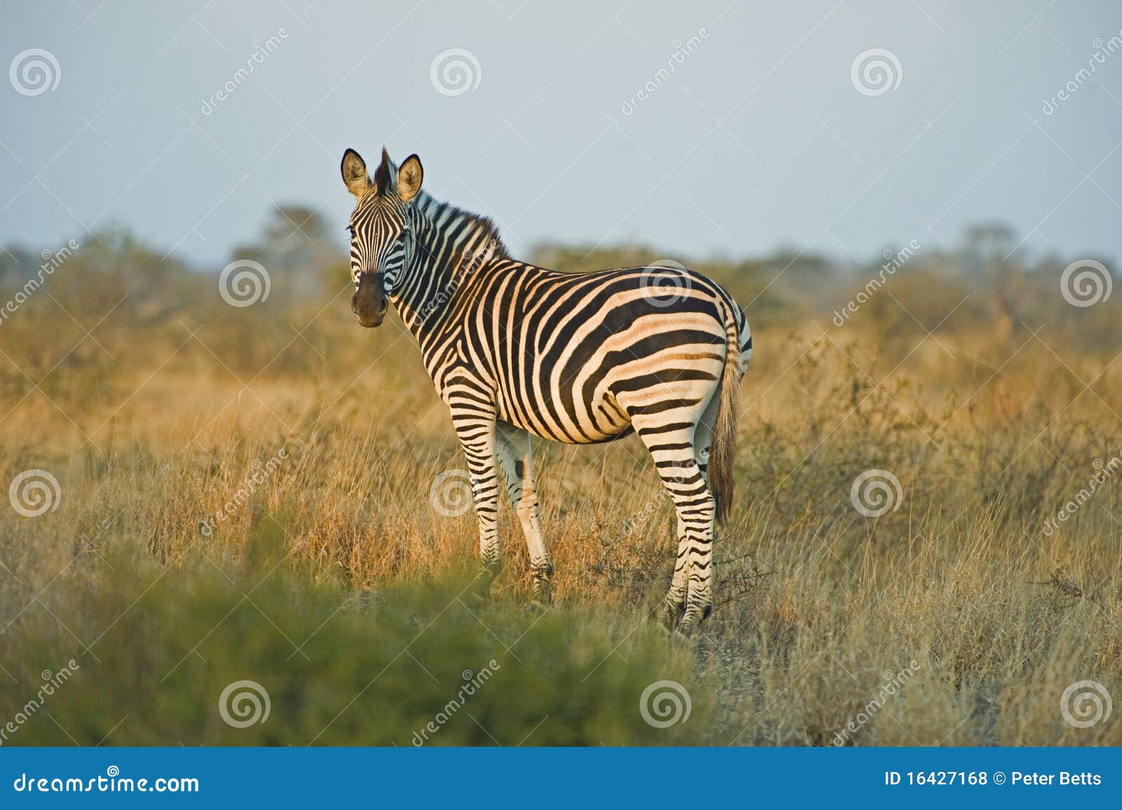 Zebra Catches Stock Photos - Free & Royalty-Free Stock Photos from ...