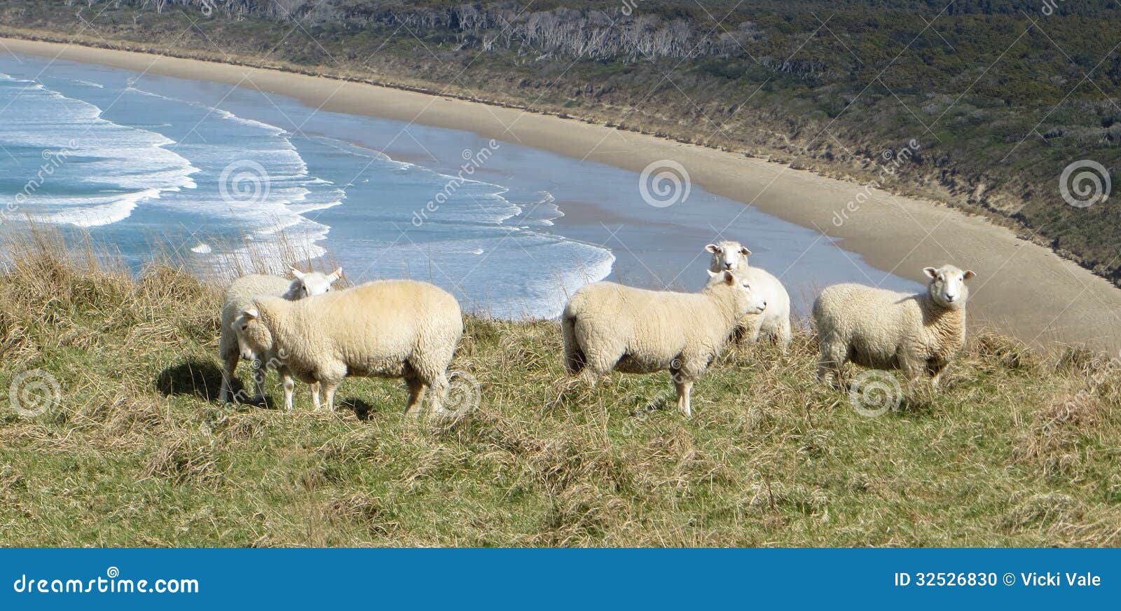 Flock of Sheep Grazing stock photo. Image of beach, sheep - 32526830