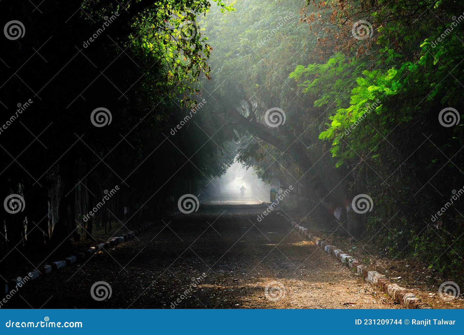Day break for a greenery stock photo. Image of road - 231209744