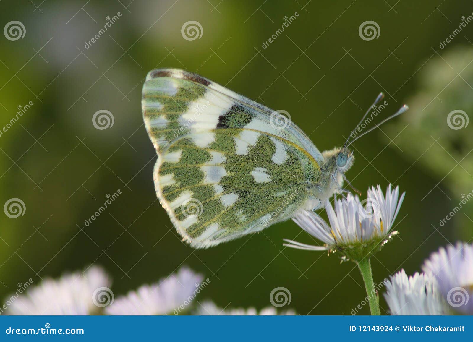 Day butterfly stock photo. Image of flower, daplidice - 12143924