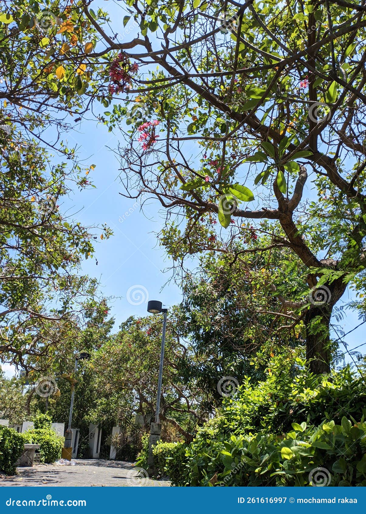 During the Day but Feels Cool because Many Trees Grow Stock Image ...