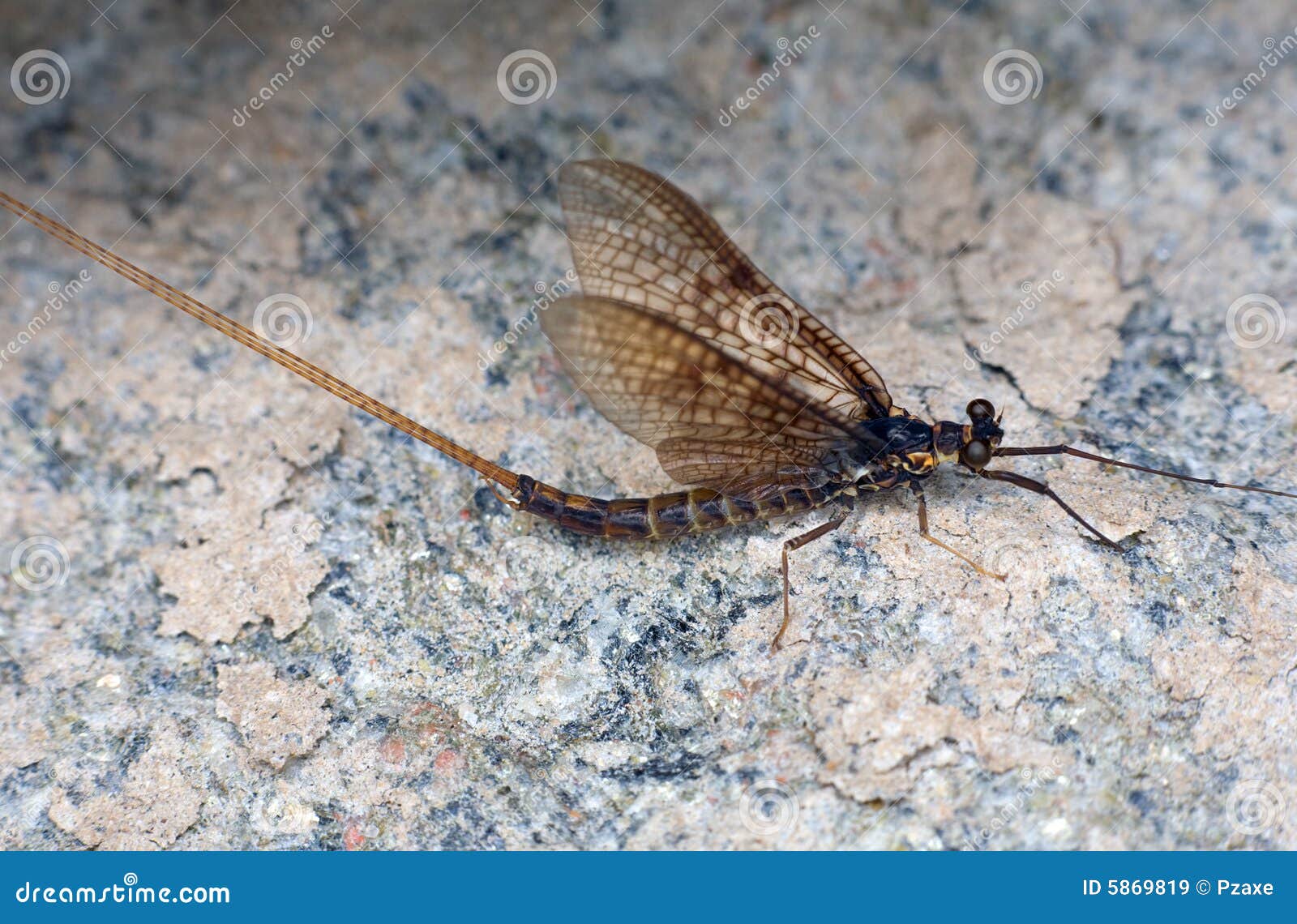 Day-fly stock image. Image of nature, flying, adult, river - 5869819