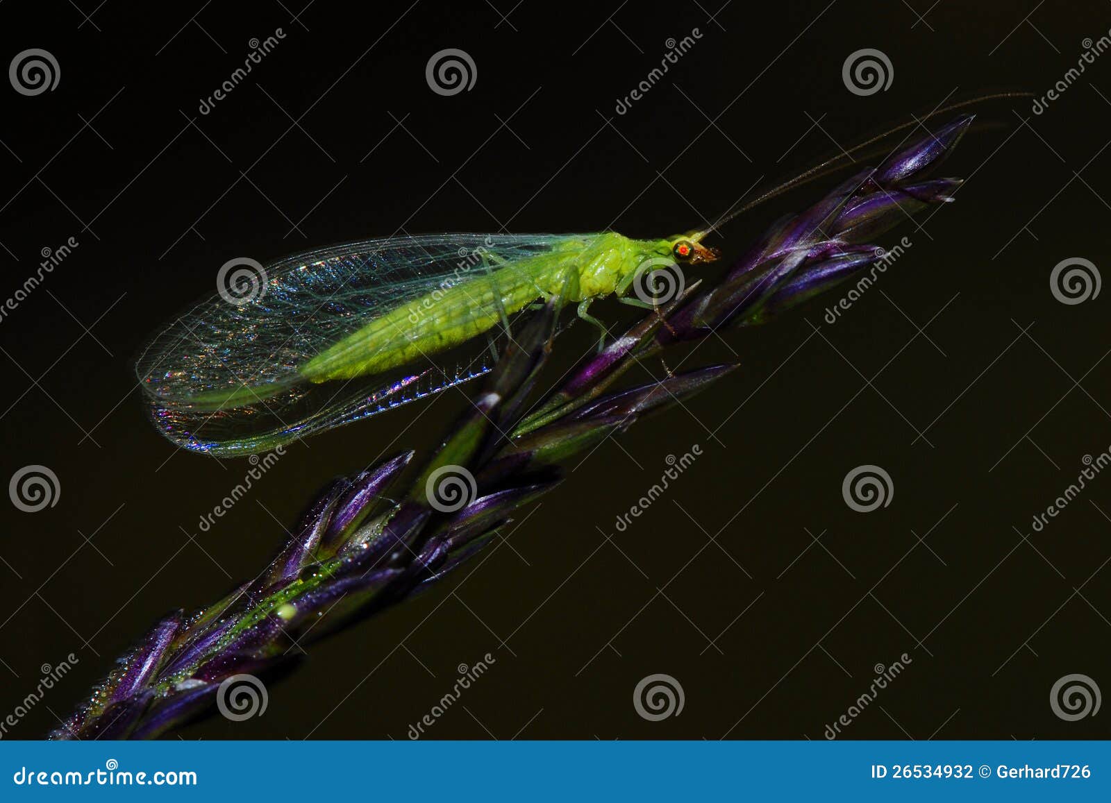 Day fly (ephemeroptera) stock photo. Image of grass, detail - 26534932