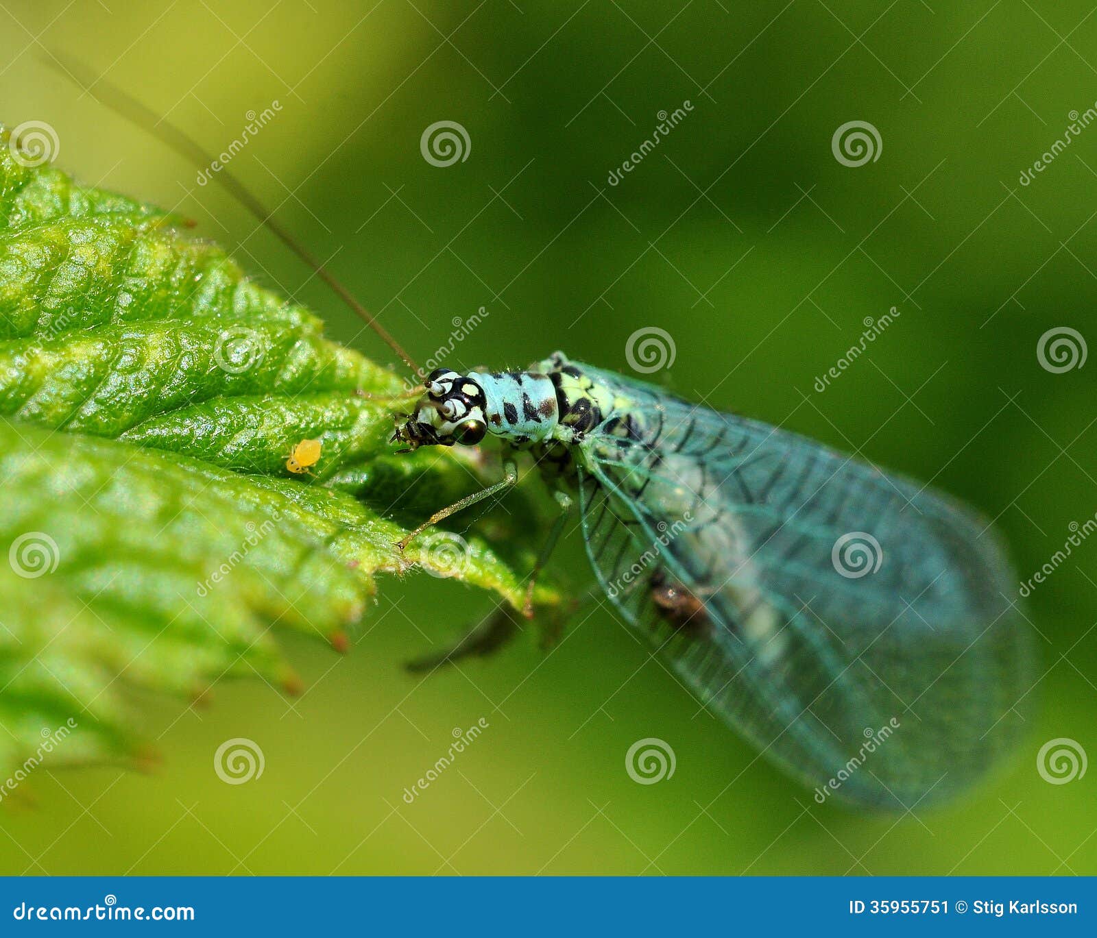 Day Fly Ephemeroptera in the Green Stock Image - Image of network ...