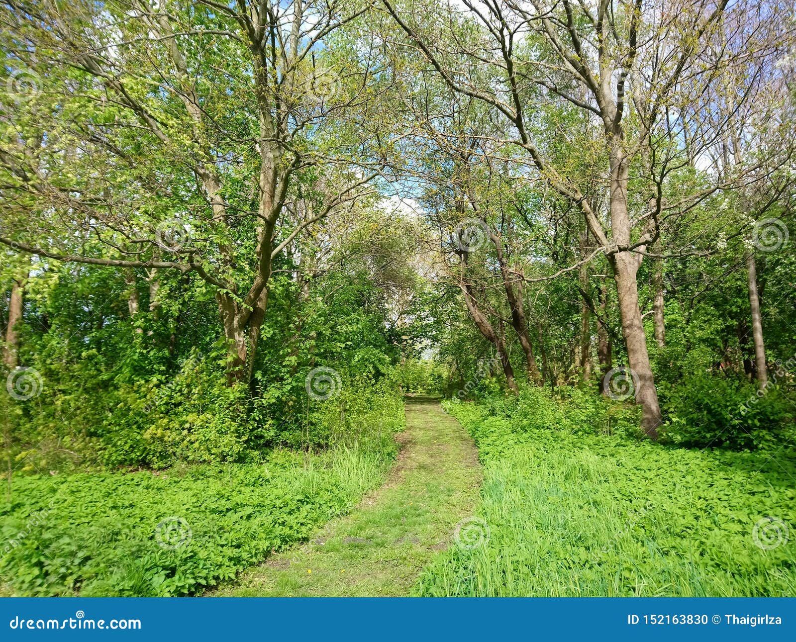 Day Forest in Scandinavia Denmark Summer Rest Nature Stock Photo ...