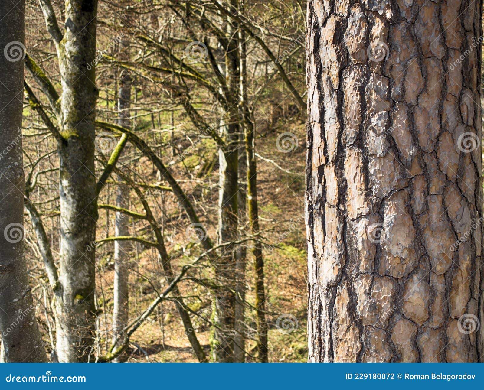 Day forest trees stock photo. Image of green, autumn - 229180072