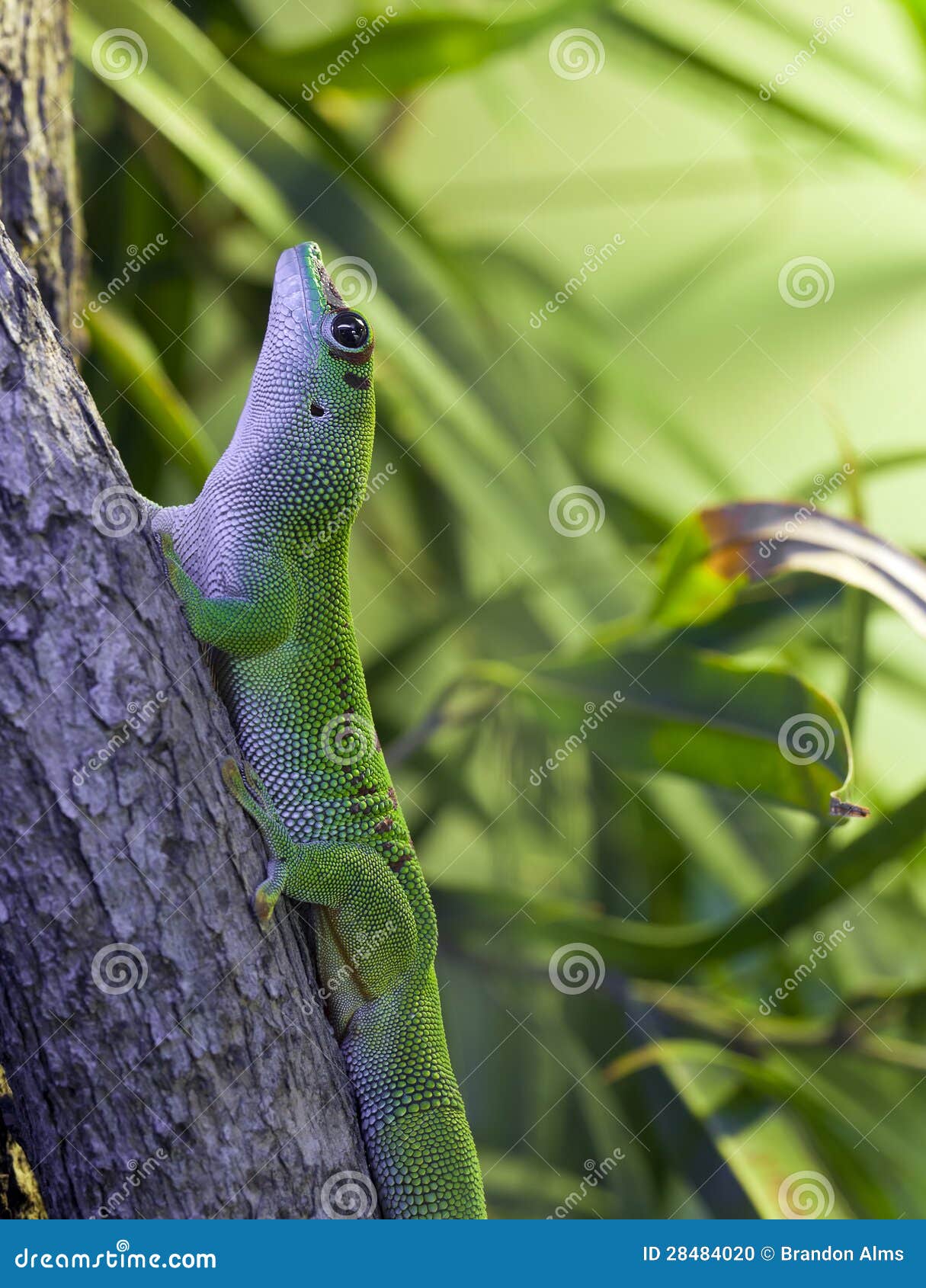 Day Gecko stock photo. Image of lizard, madagascar, forest - 28484020