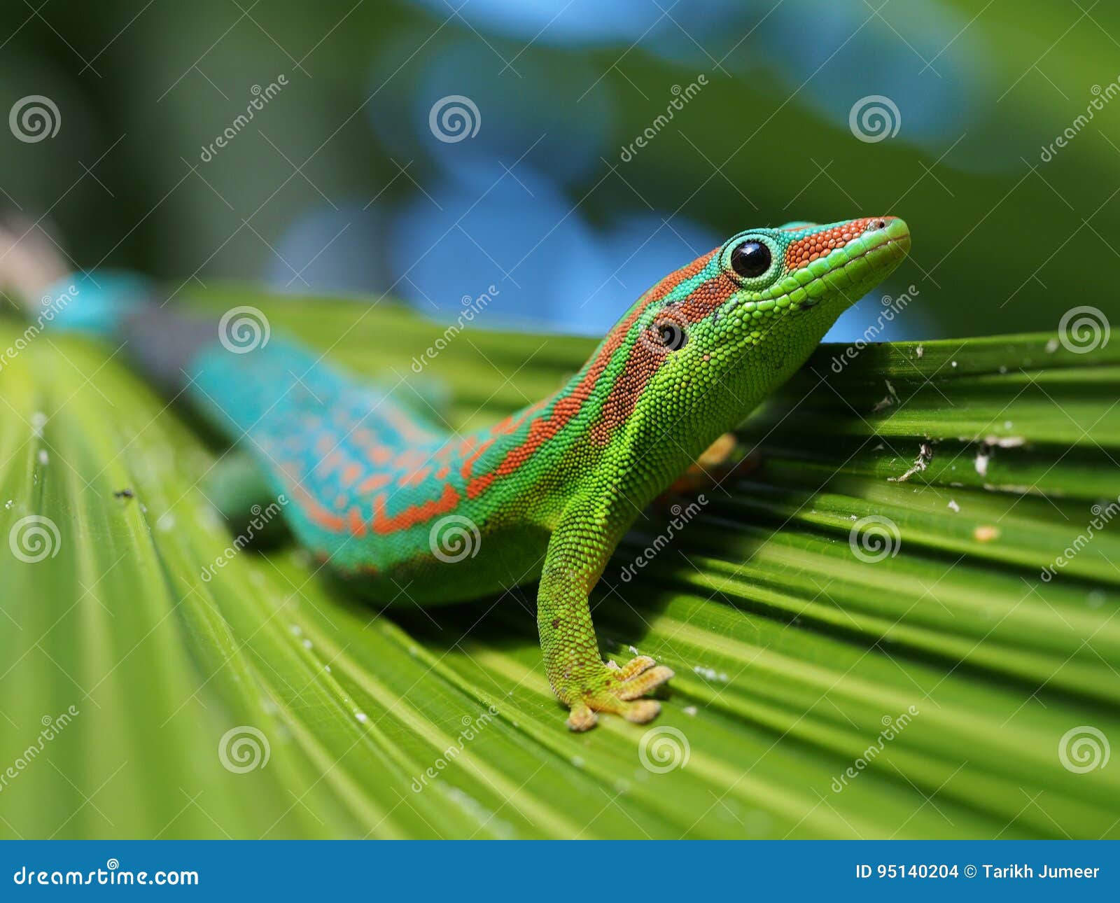 Day gecko closeup stock photo. Image of mauritius, camera - 95140204