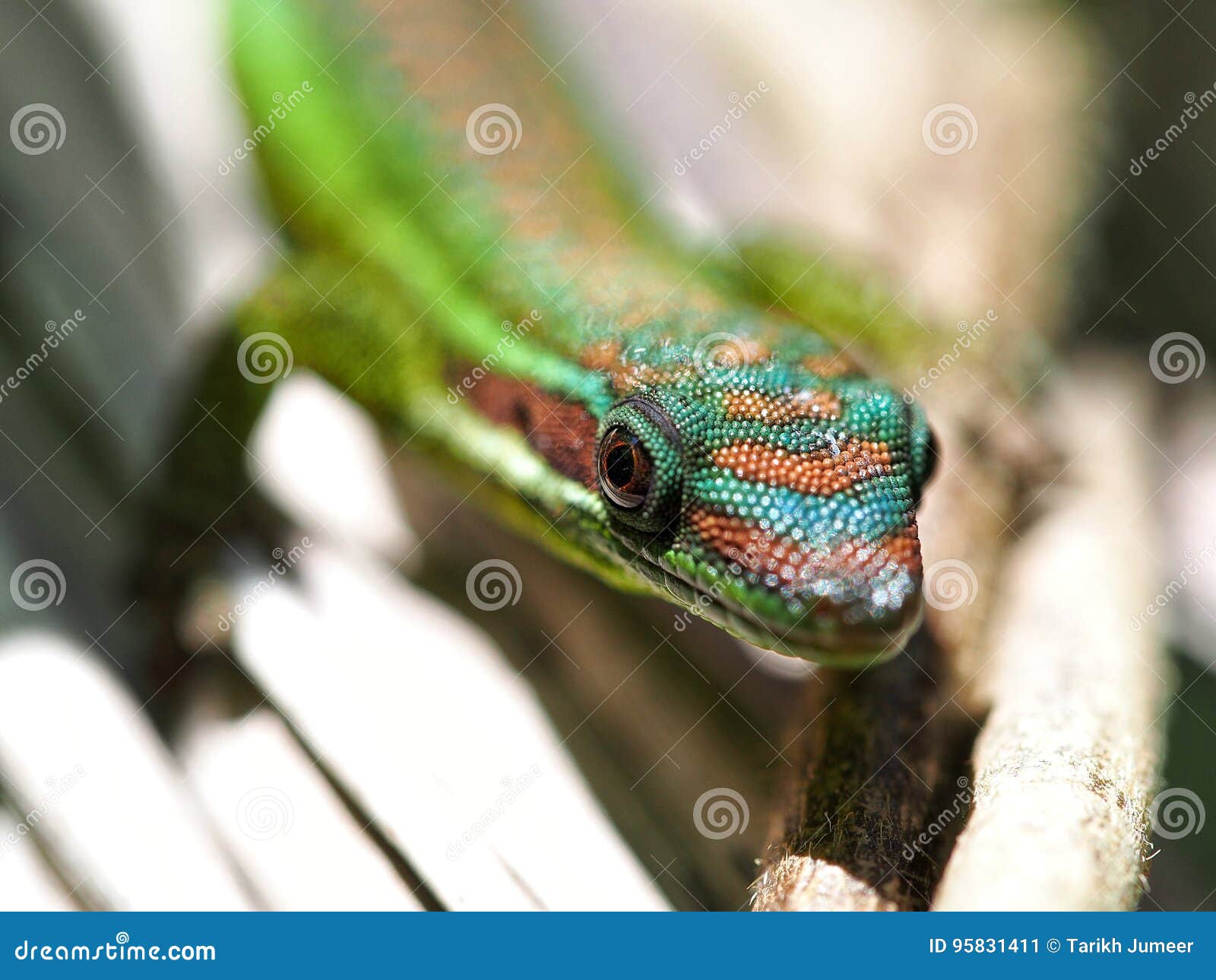 Day gecko posing close-up stock image. Image of pose - 95831411