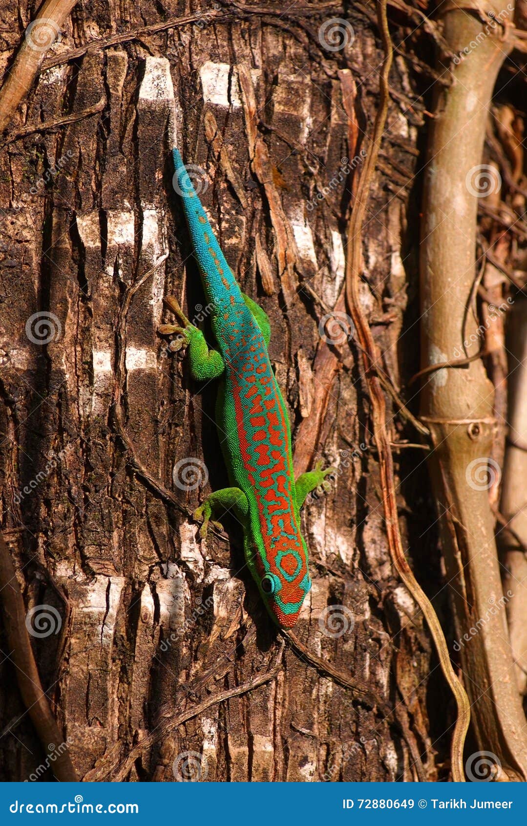 Day gecko on tree stock image. Image of nature, flora - 72880649