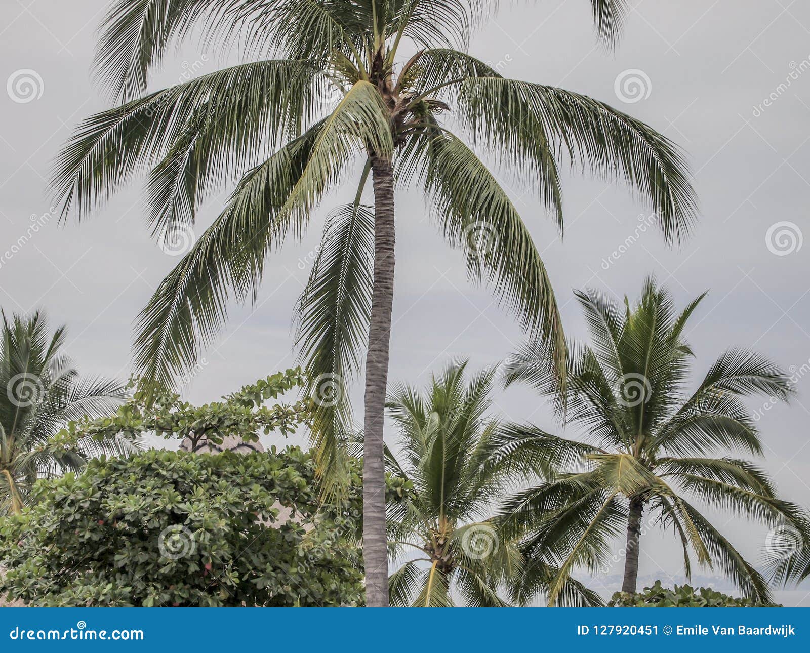 View of Palm Trees at Dawn with a Gray Sky Background Stock Image ...