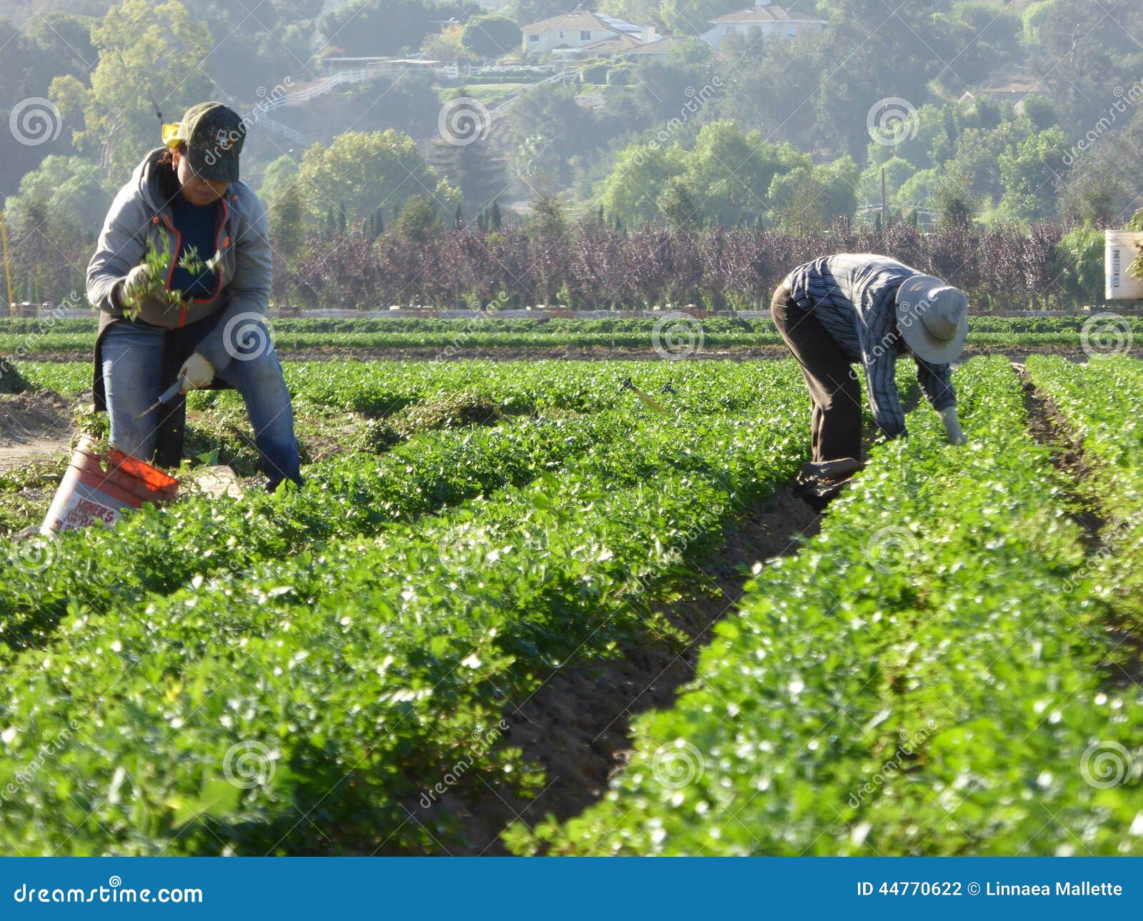 Day Laborers in the Fields of Carpinteria in Ventura County, California ...
