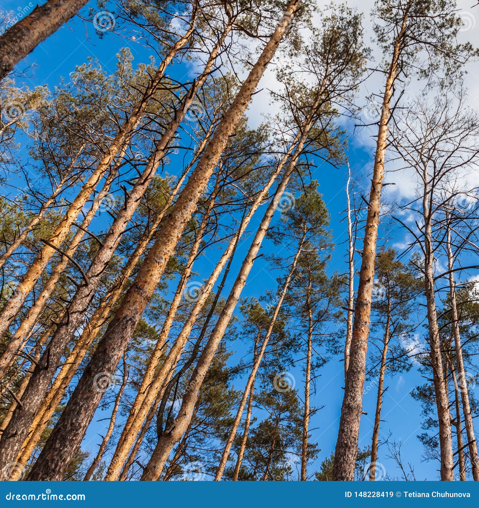 Day Landscape of Pine Trees in the Spring-summer Forest, with a Bright ...