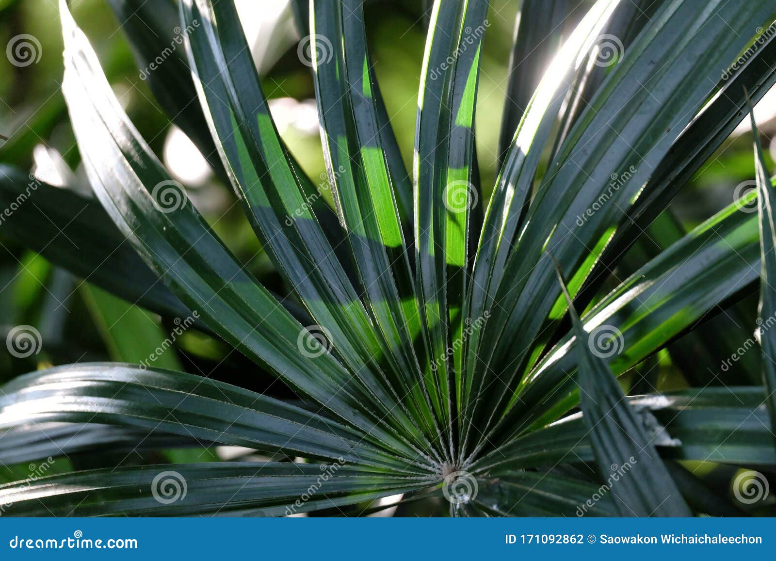 A Green Color of a Tropical Palm Leave Stock Photo - Image of leave ...