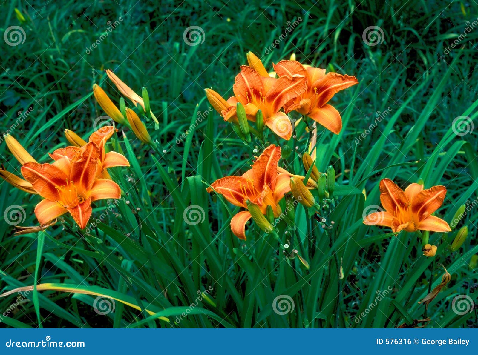 Day Lilies stock photo. Image of lilies, green, plants - 576316