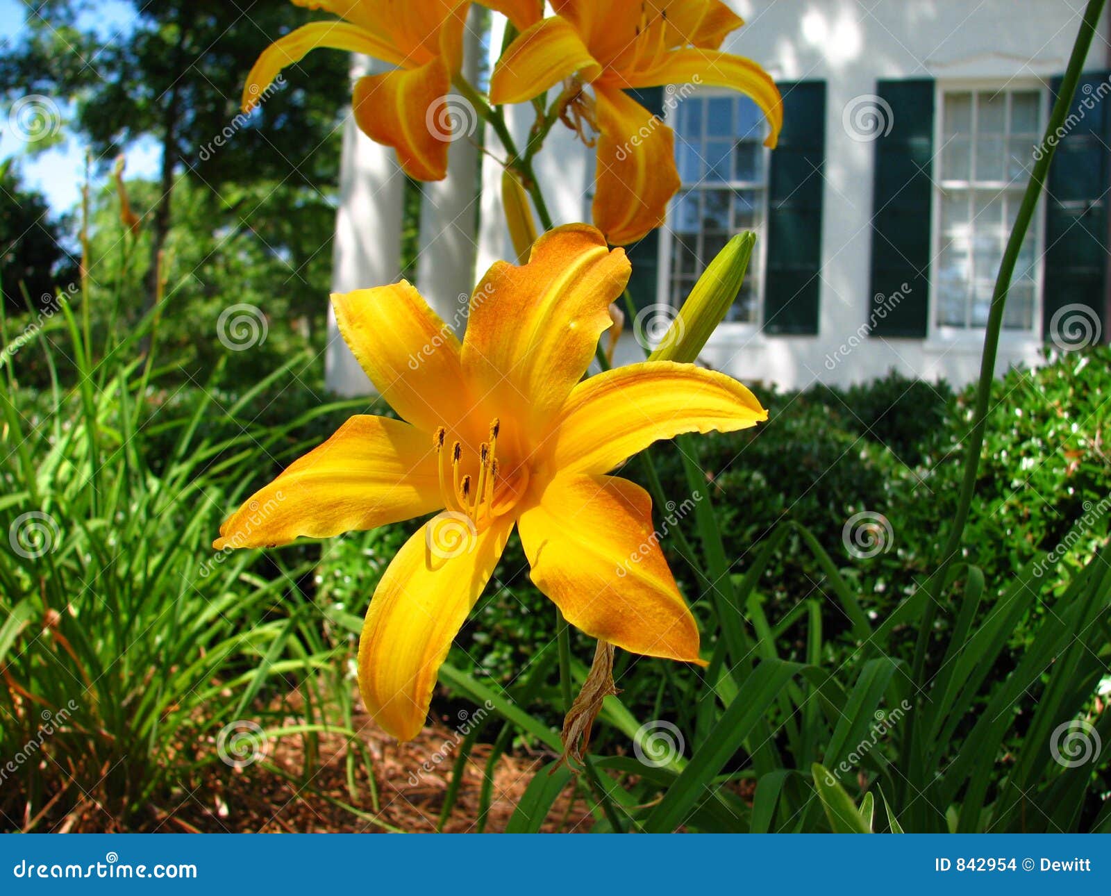 Day lilies stock photo. Image of close, flora, shrub, home - 842954